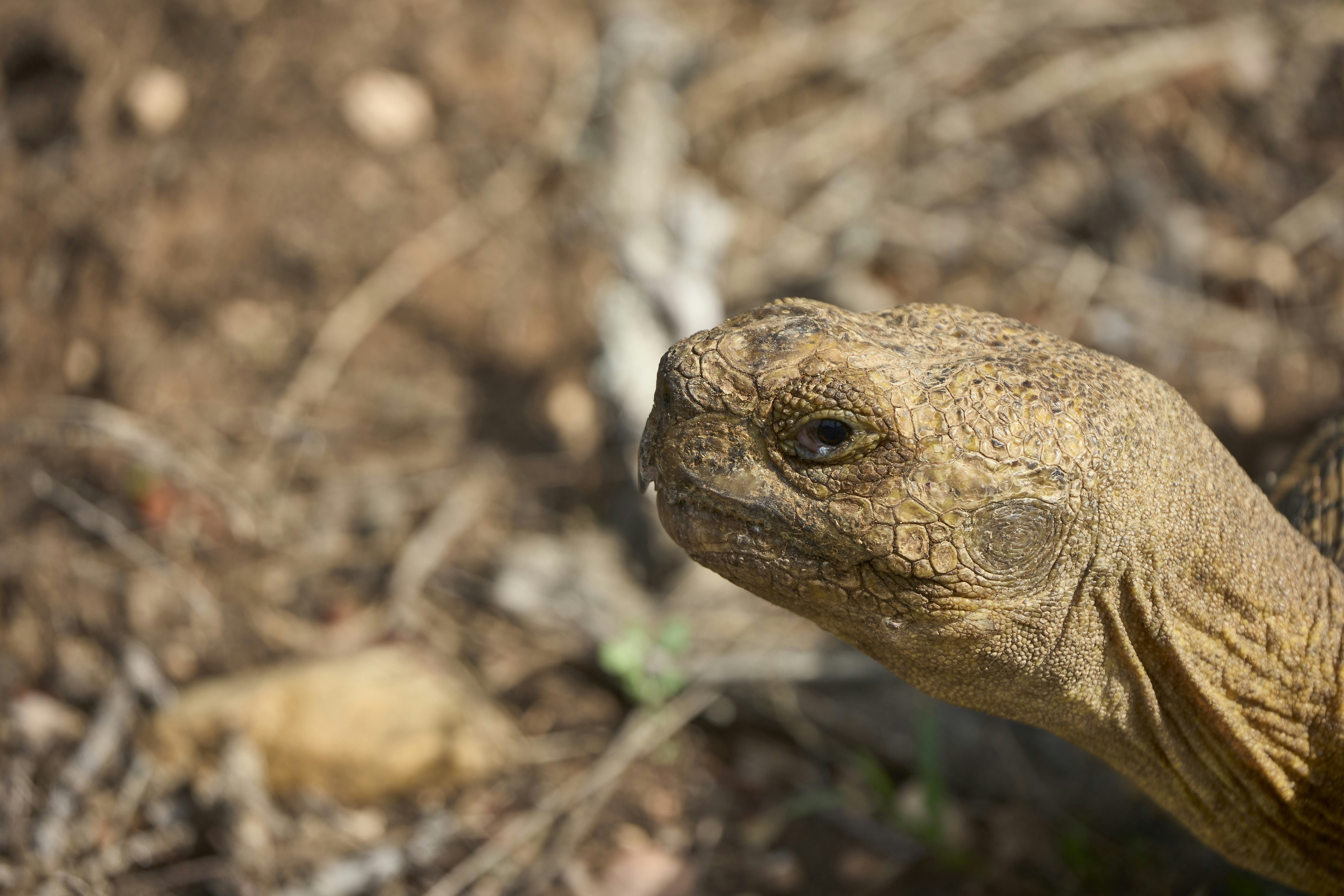 Tortoise head with textured skin on dry, earthy ground.