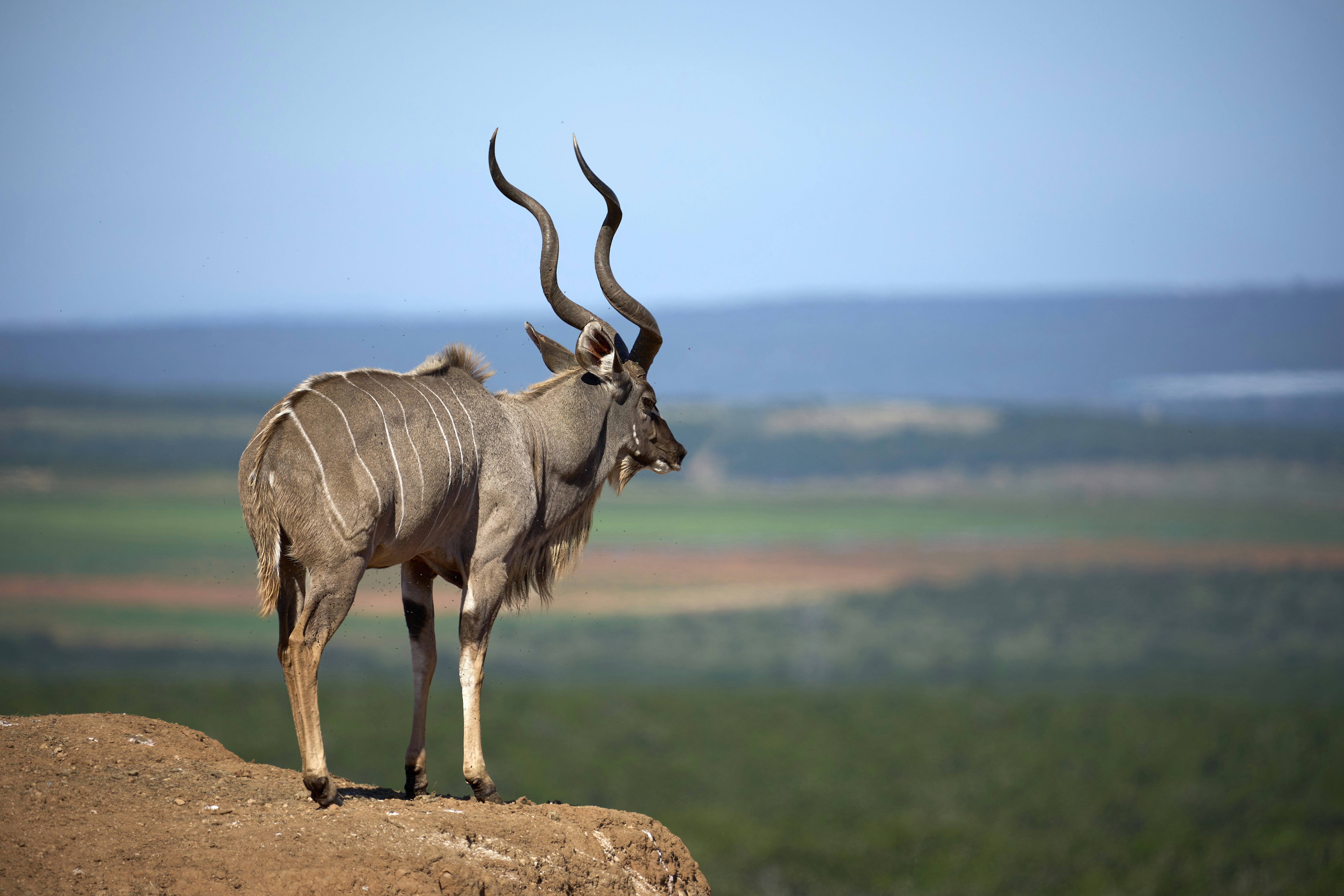 Graceful Antlers at the Edge of the Horizon