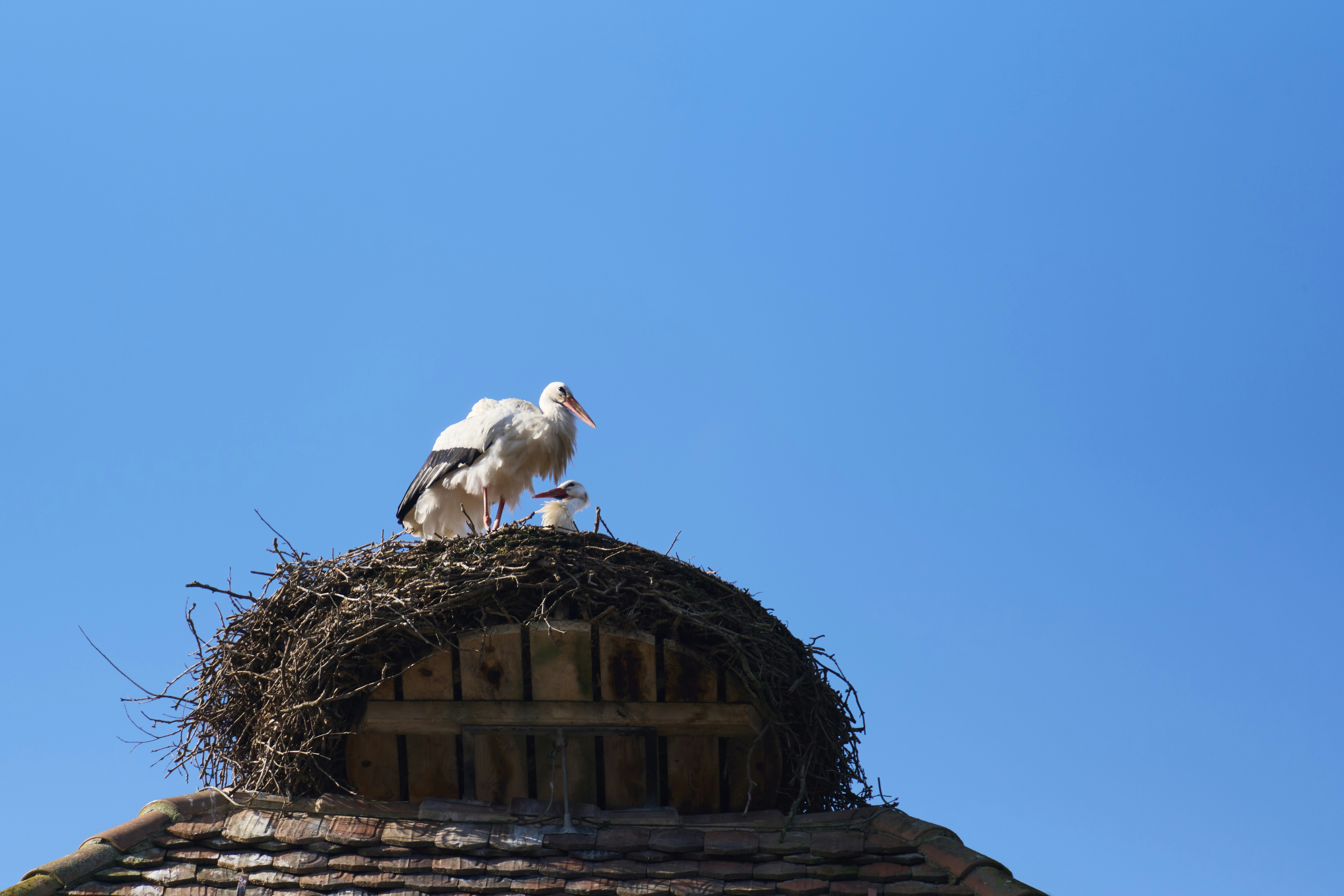Adult stork and chick in nest on a roof.