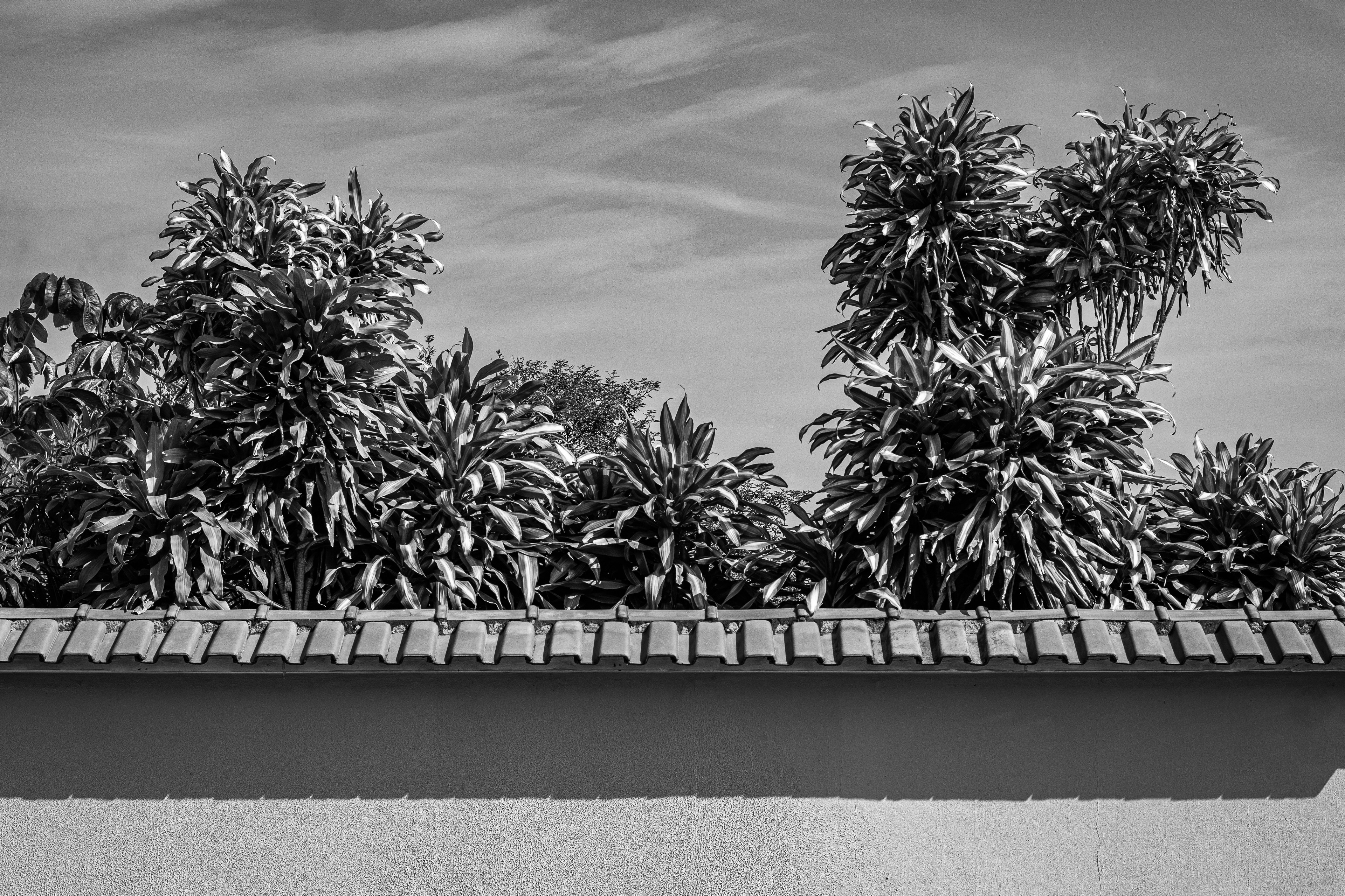 Palm-topped Roofline: A Quiet Terrace Balance