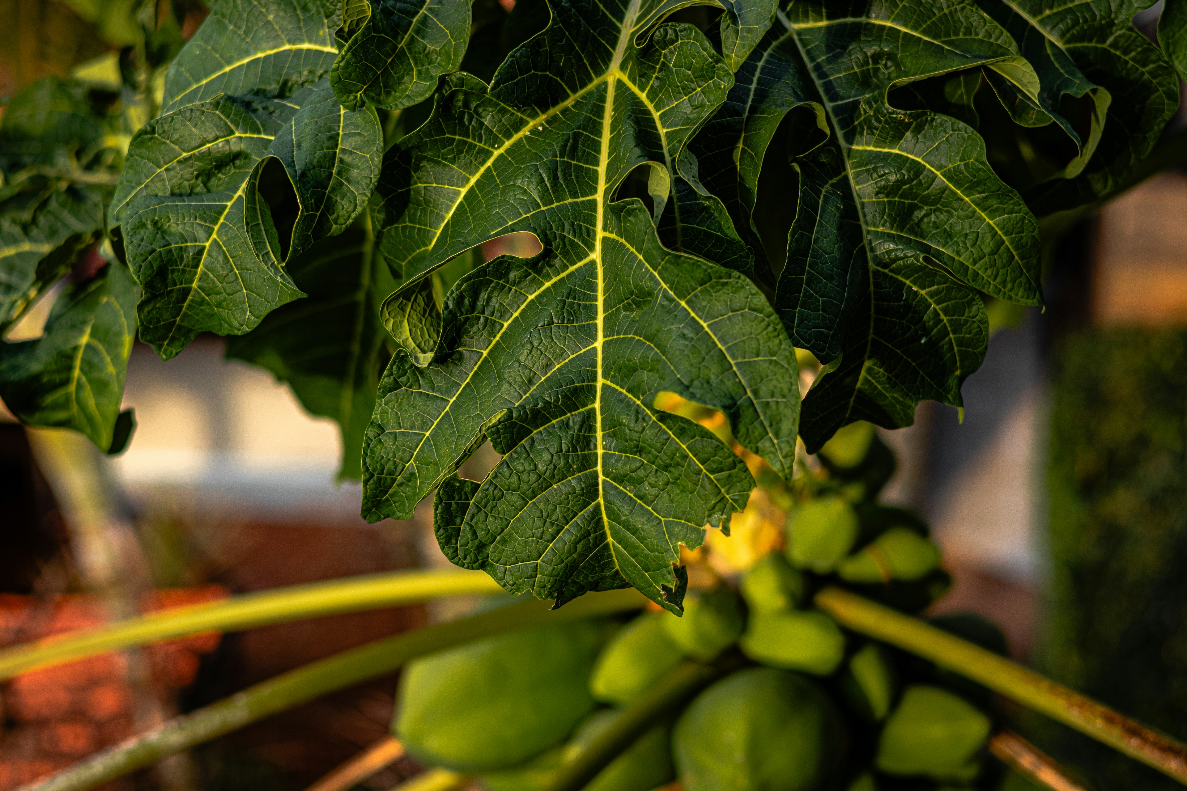 Close-up of dark green leaves with prominent yellow venation; shallow depth of field blurs the background plantings, emphasizing leaf texture and structure.