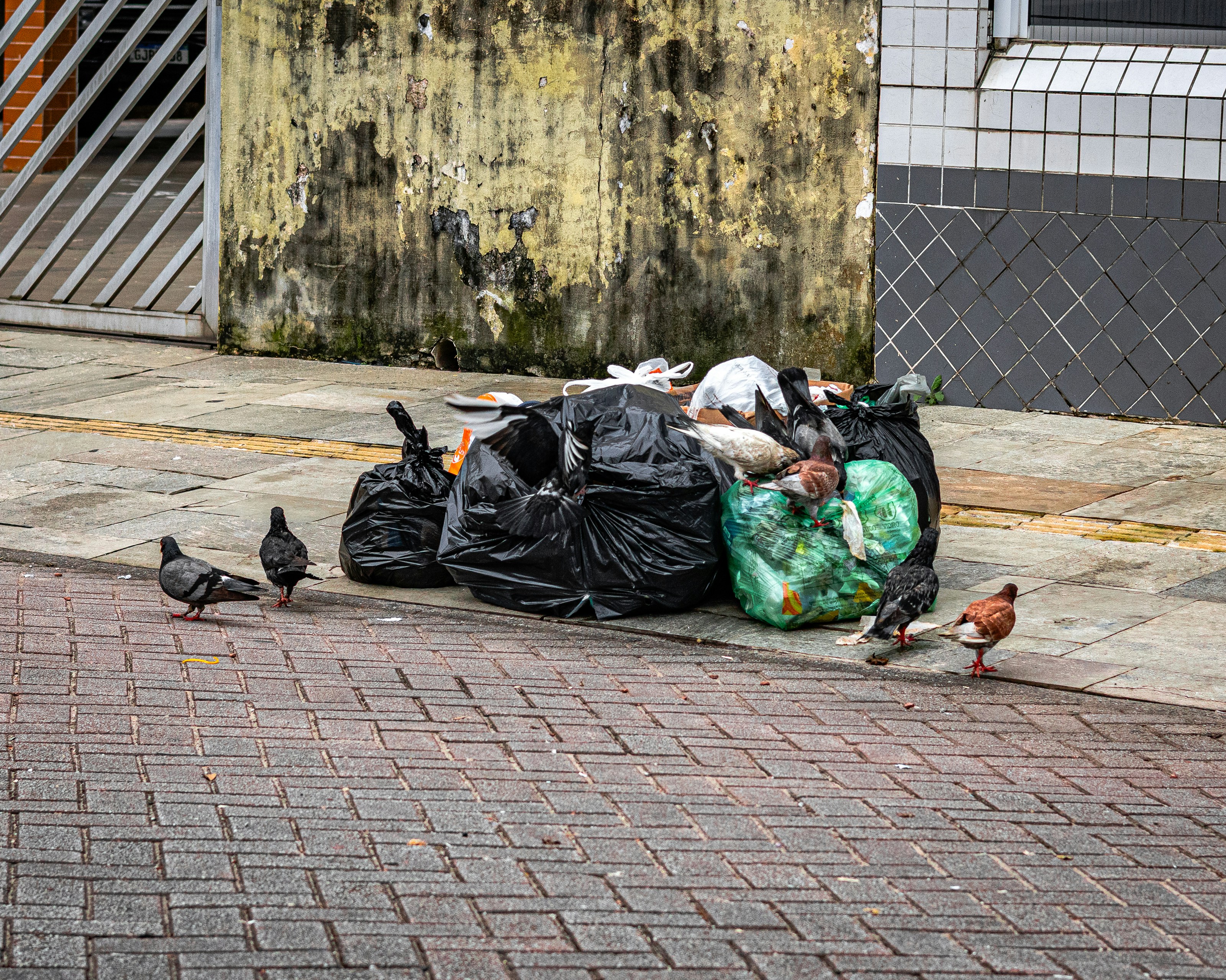 Urban Waste Lines: The Trash Pile and Feathery Sentries