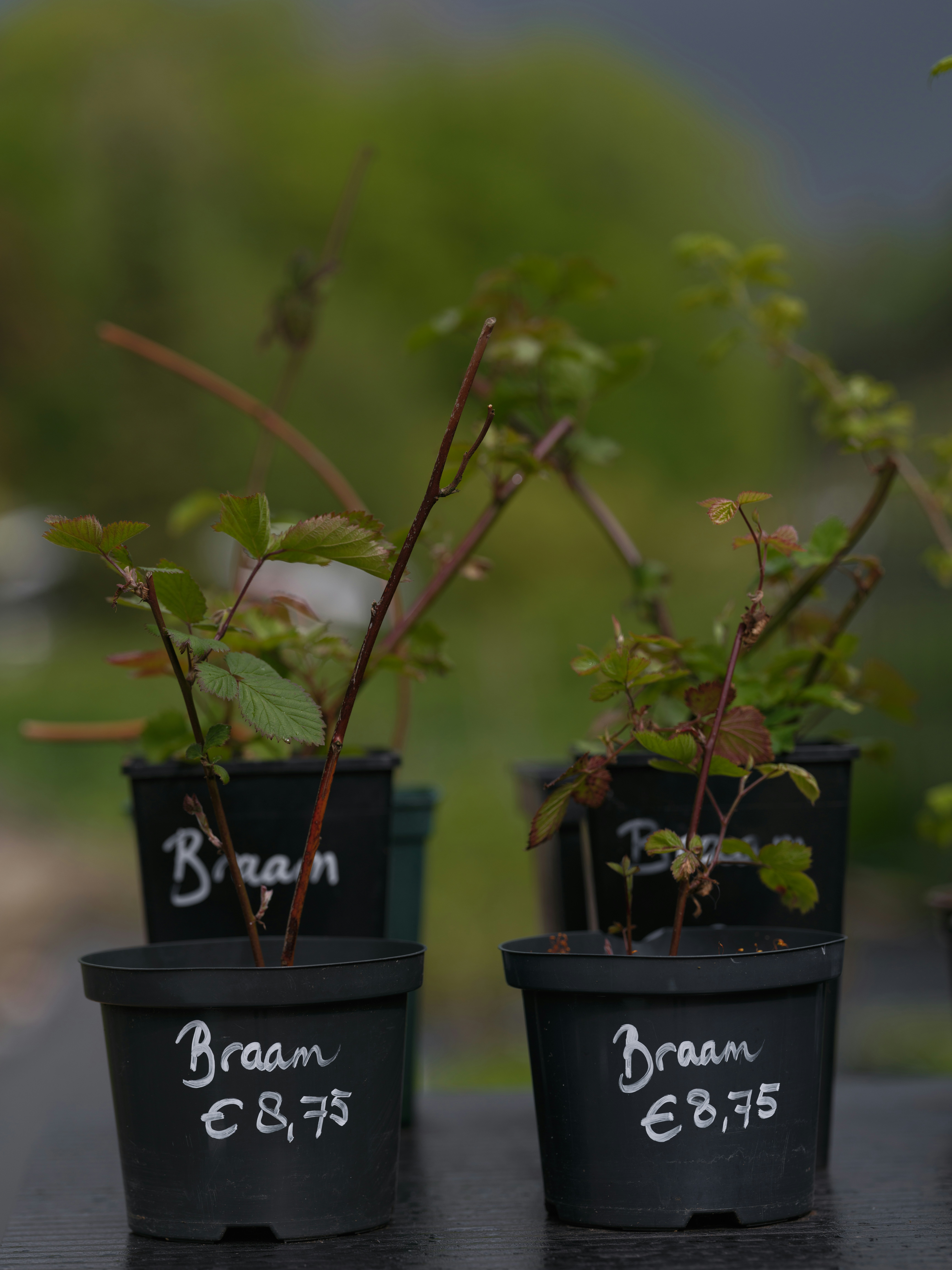 Potted raspberry saplings on a market stall
