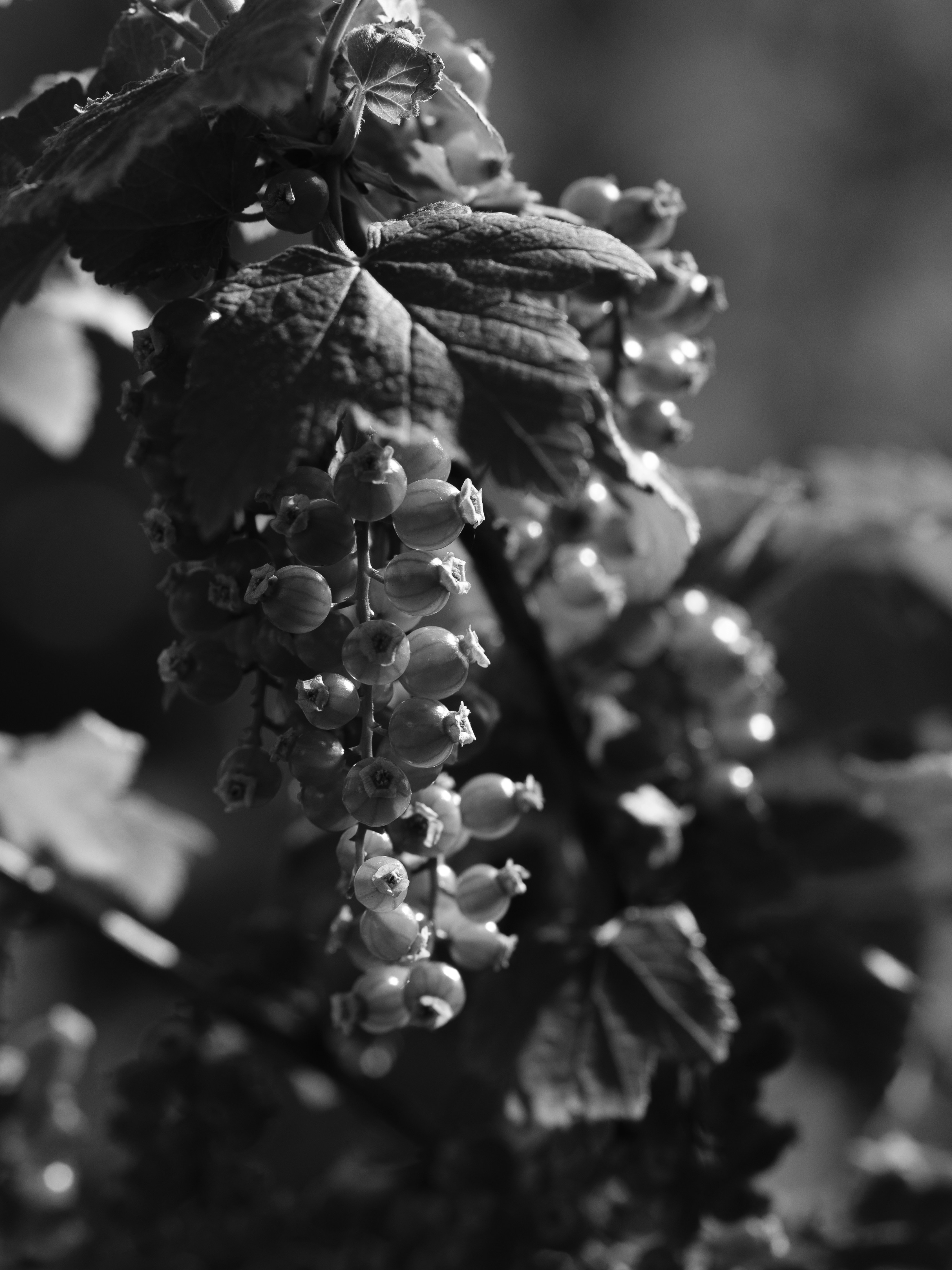 Droplets of Dawn: Berries in Soft Focus