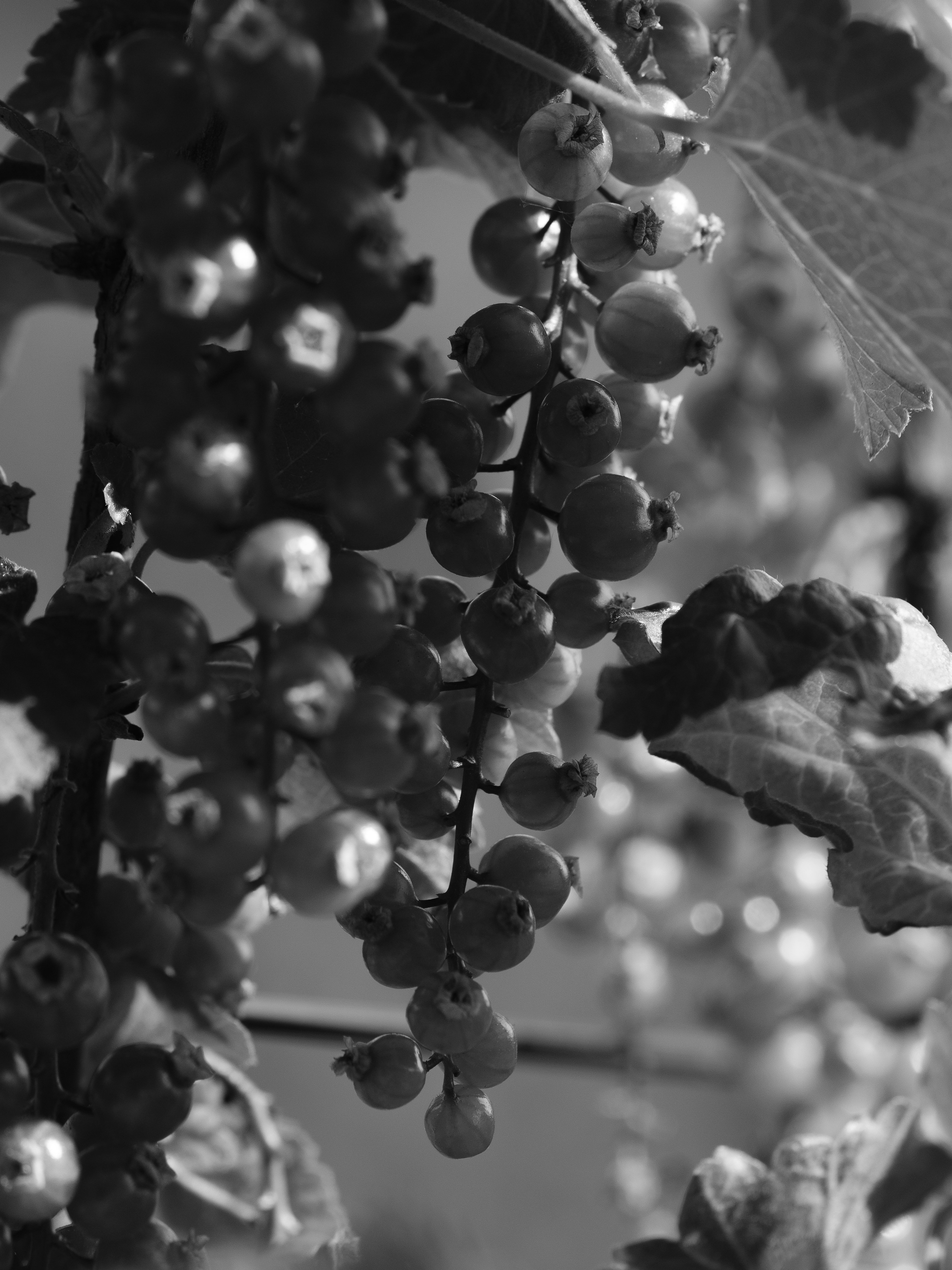 Grapes in Monochrome: Clusters of Echoing Light