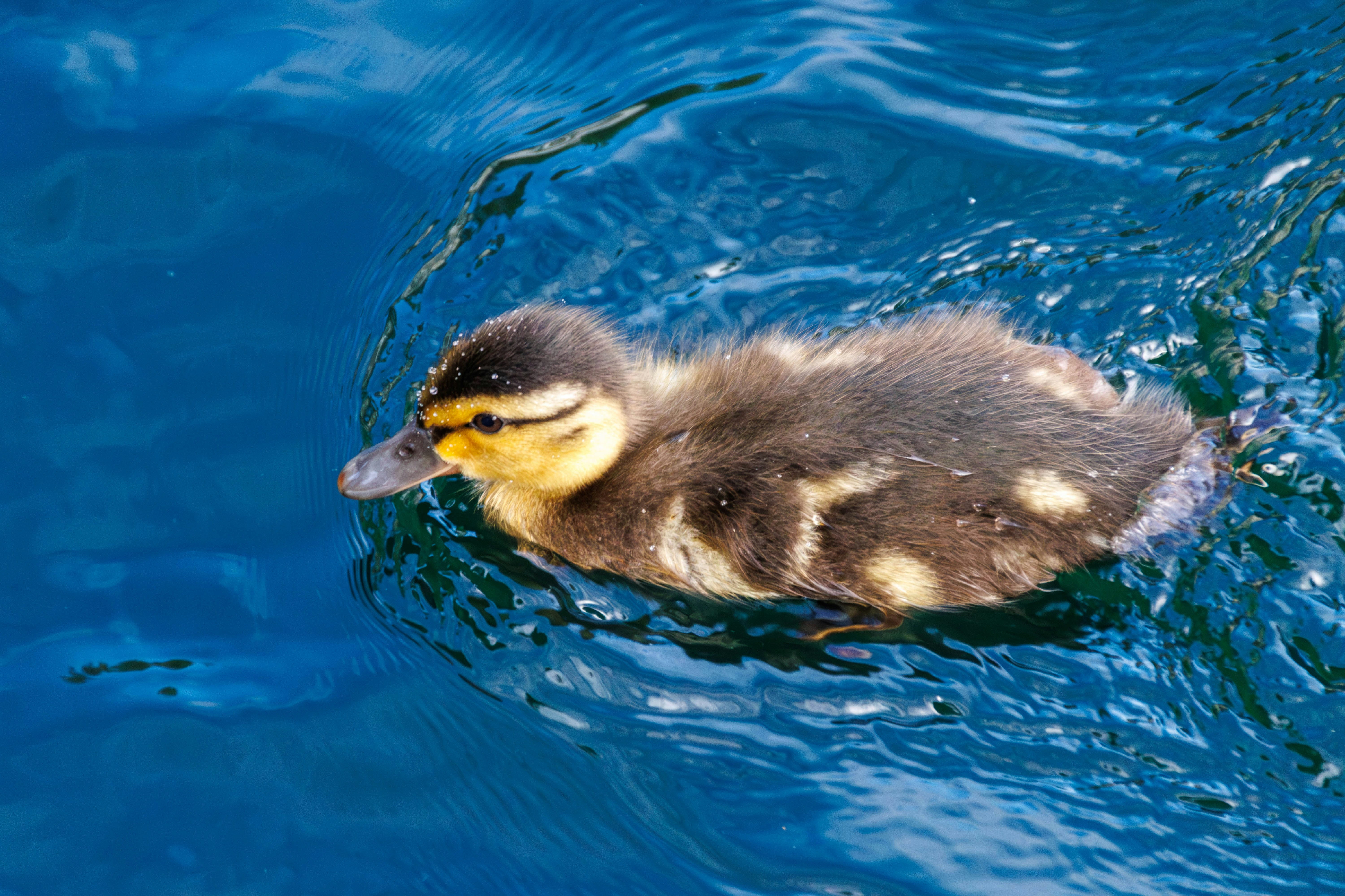 Blue-water Glide: A Duckling's Early Morning Drift