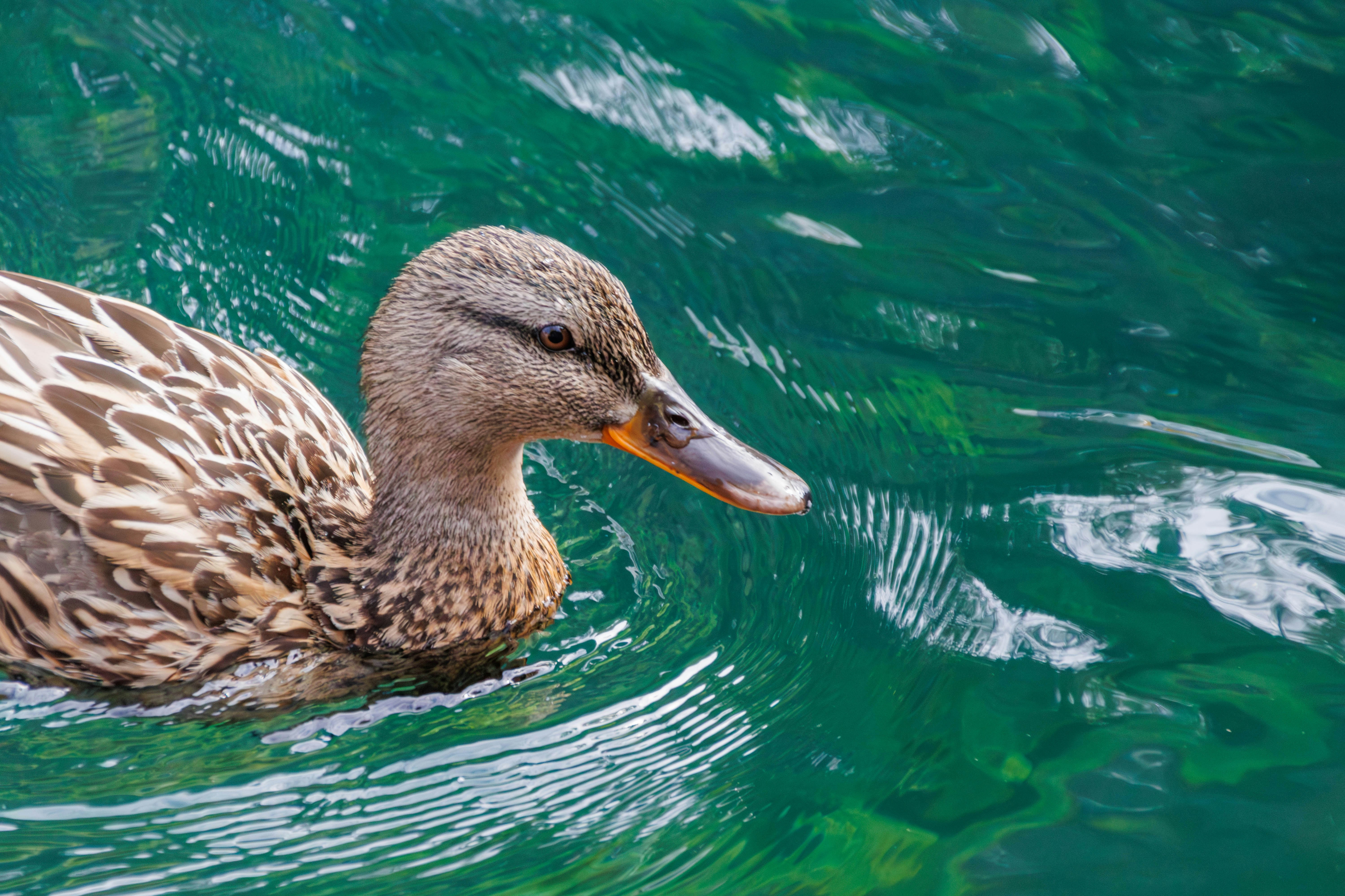 Green-Embanked Glide: A Mallard Finds Focus on a Quiet Stroke