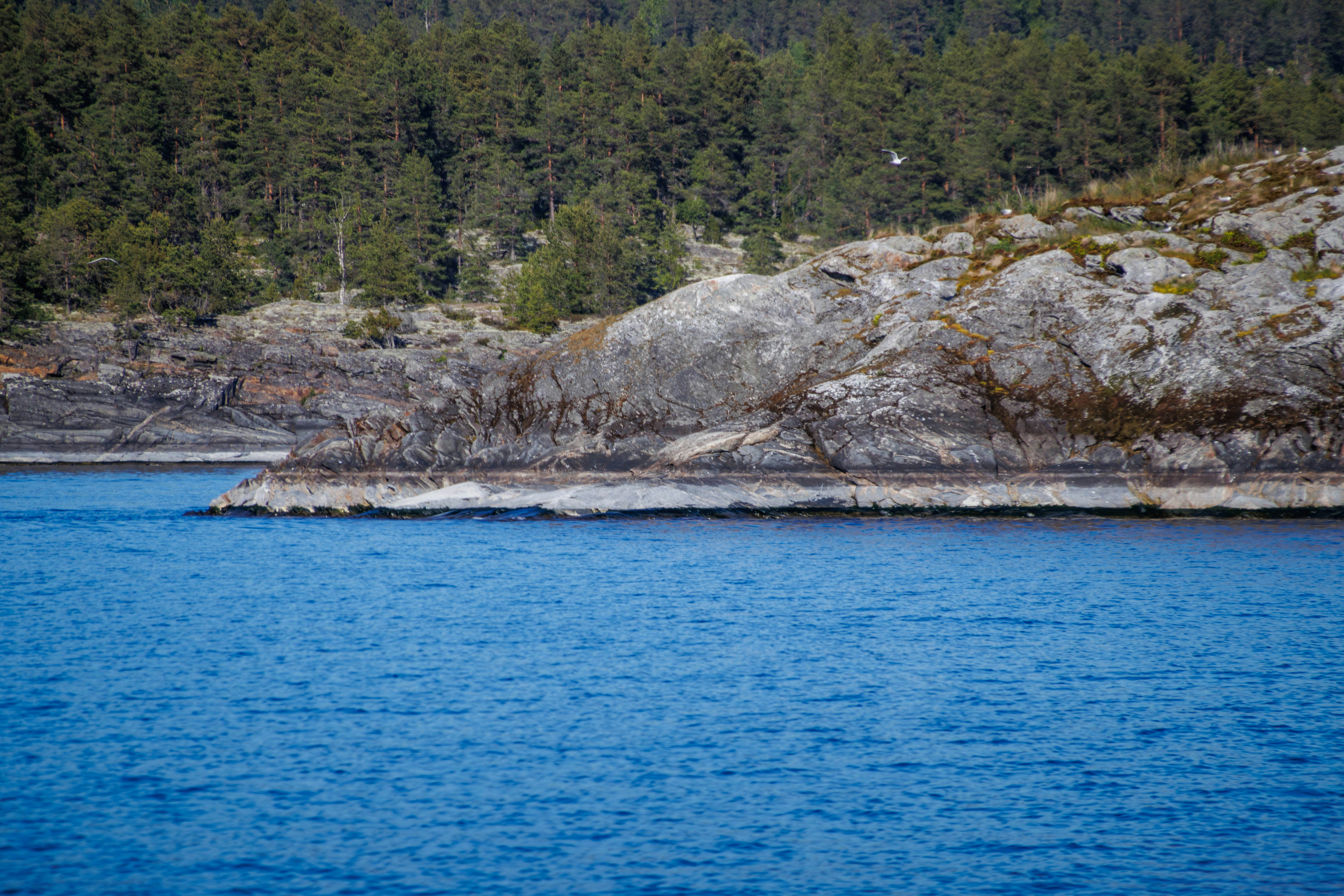 Blue Coastal Cliffline Beneath Pine Forest