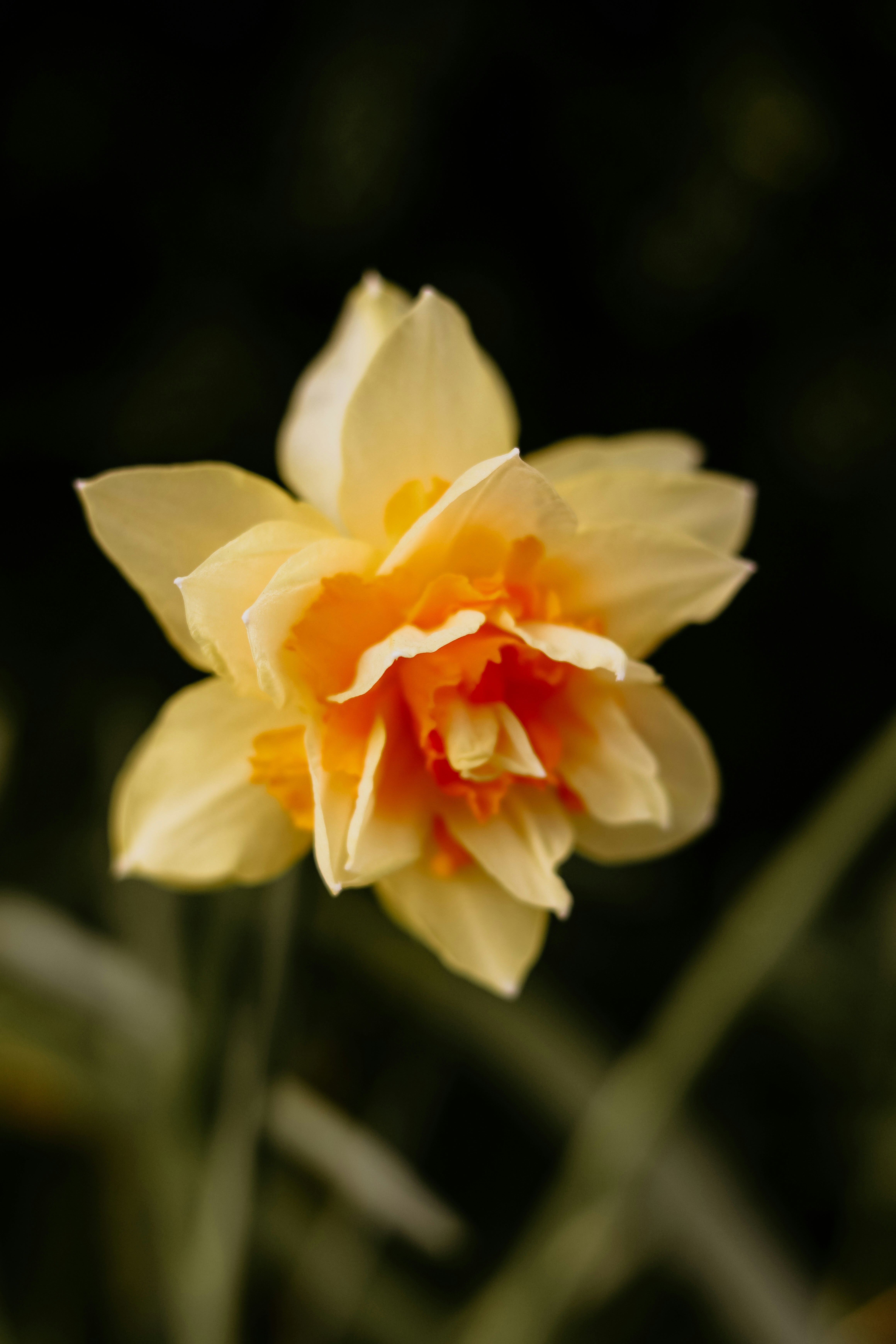 Soft Amber Bloom: A Close-Up of Spring’s Fledgling Rose