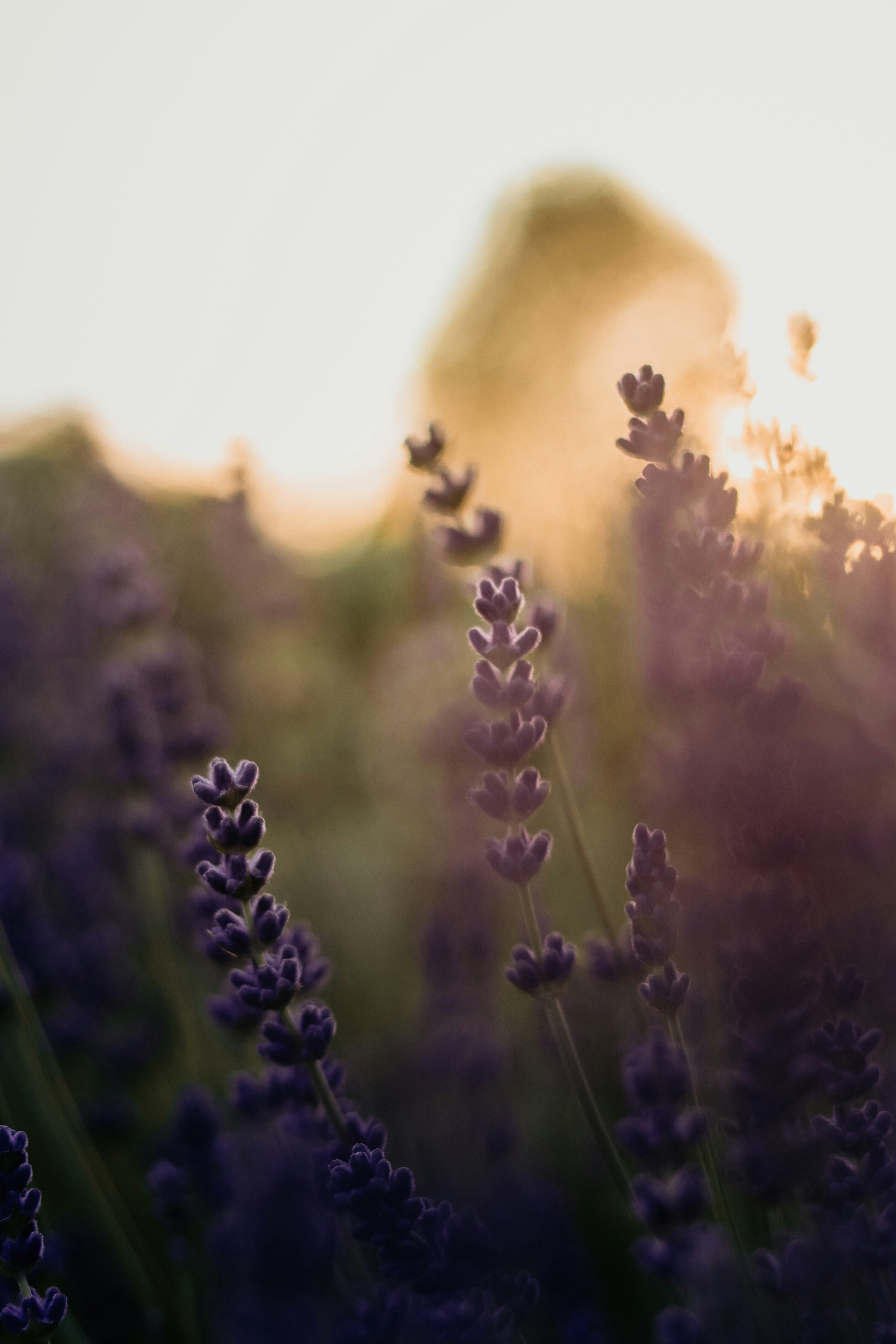Purple lavender field bathed in soft golden hour light.