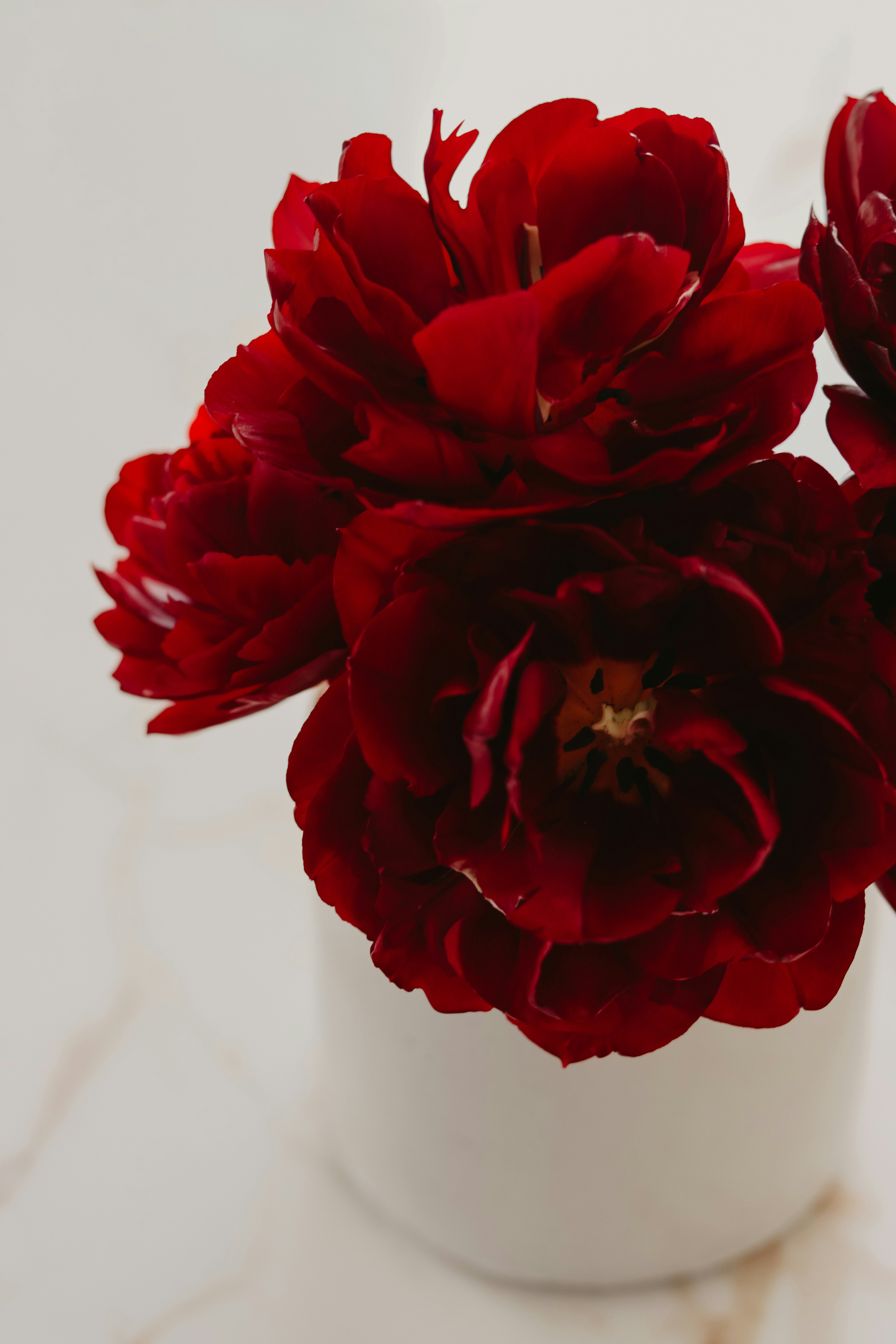 Crimson Petals in White: Velvet Blooms in Soft Light