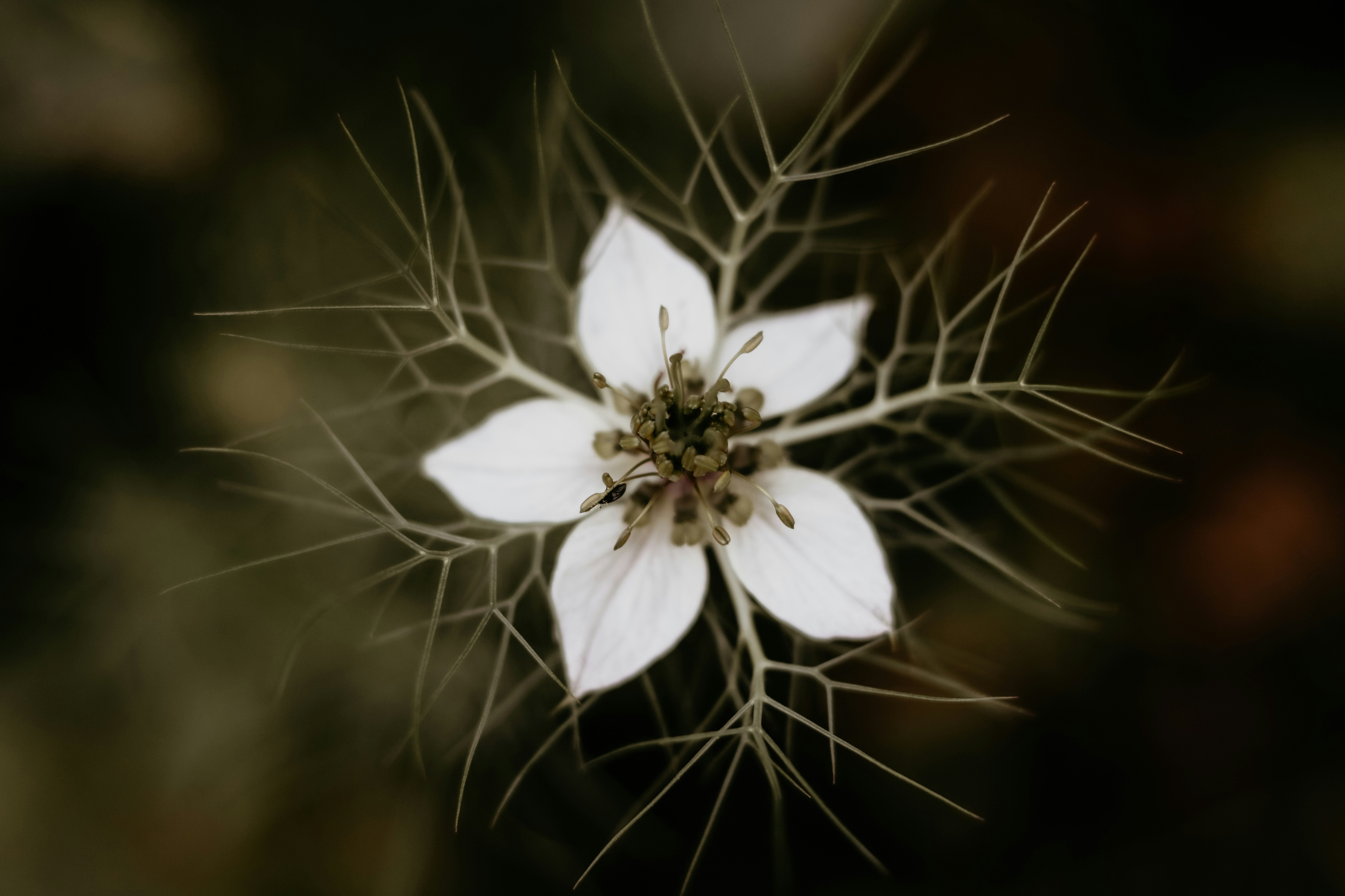 Central White Bloom with Spiky Surroundings in Soft Focus