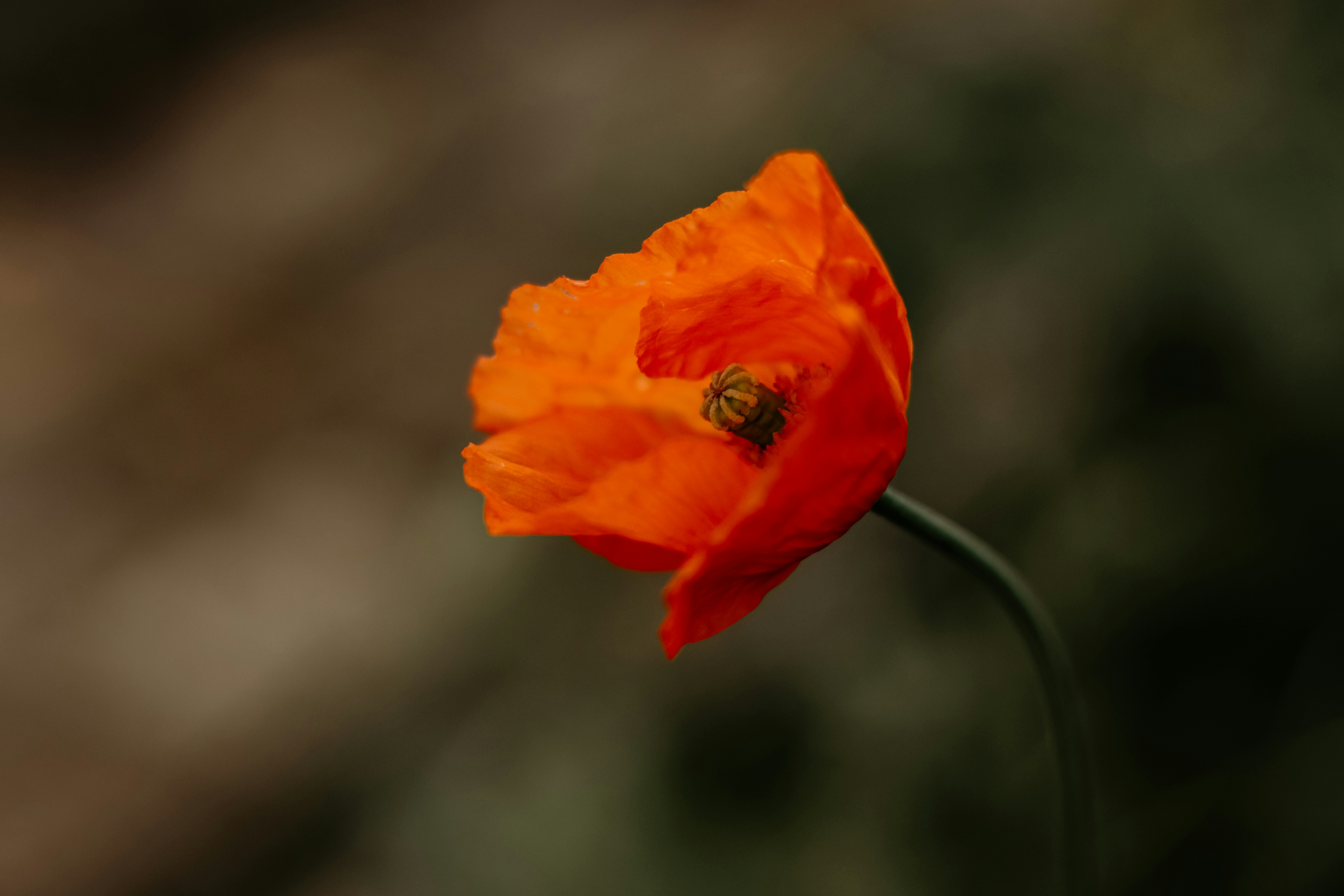 Crimson Petal in Soft Focus