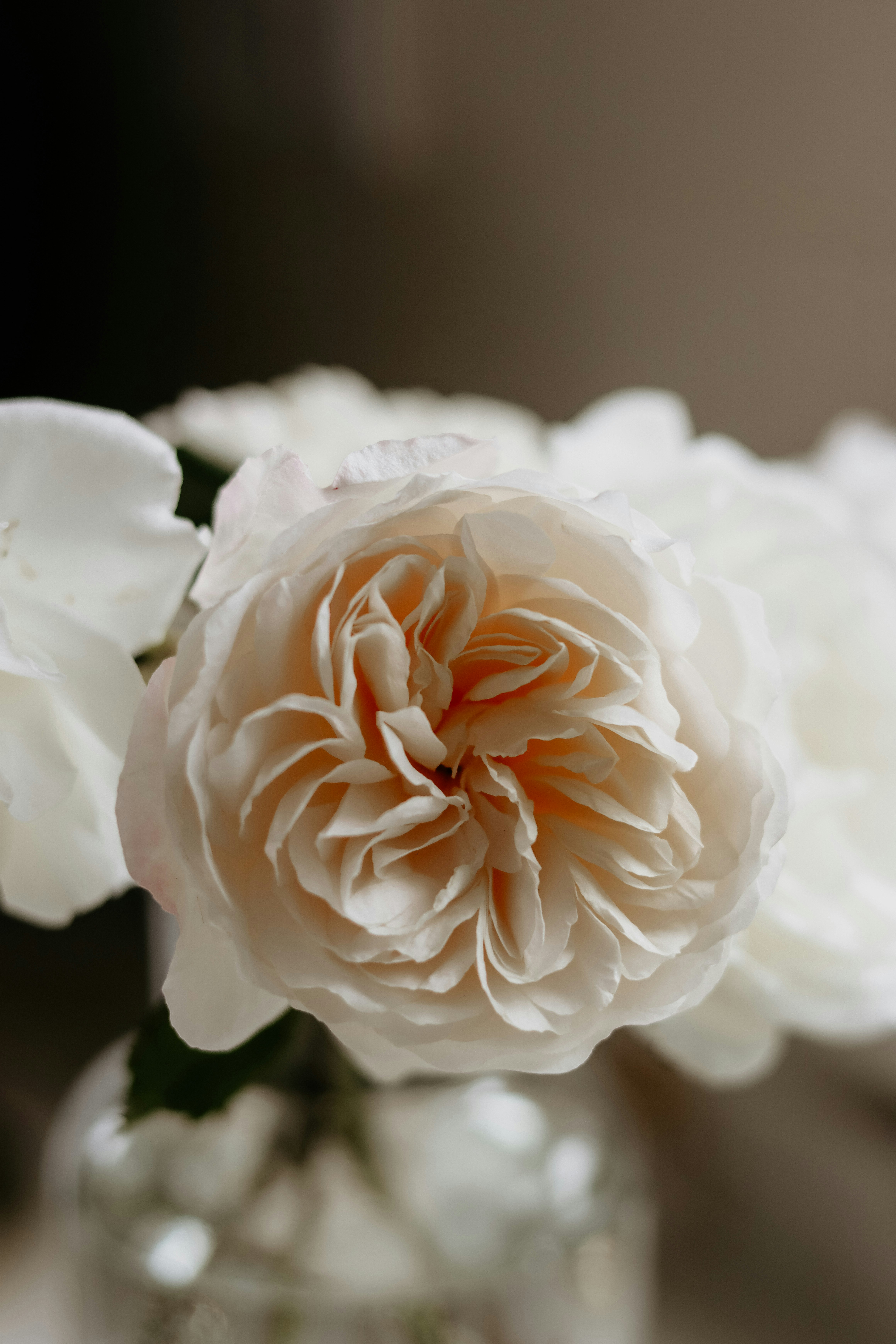 Soft Dawn Bloom: A Creamy Rose in Focus