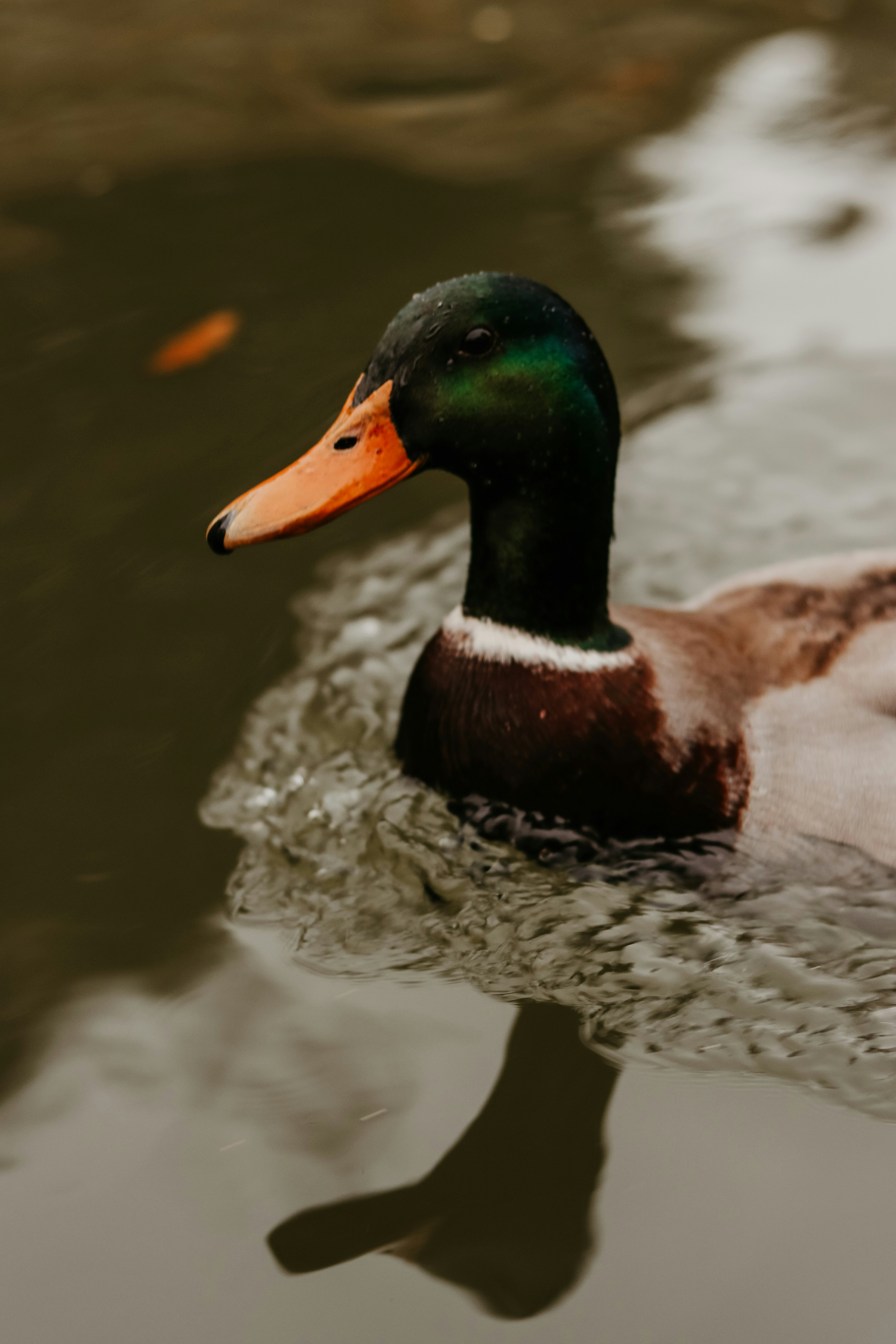 Emerald Gaze on the Murky Glide