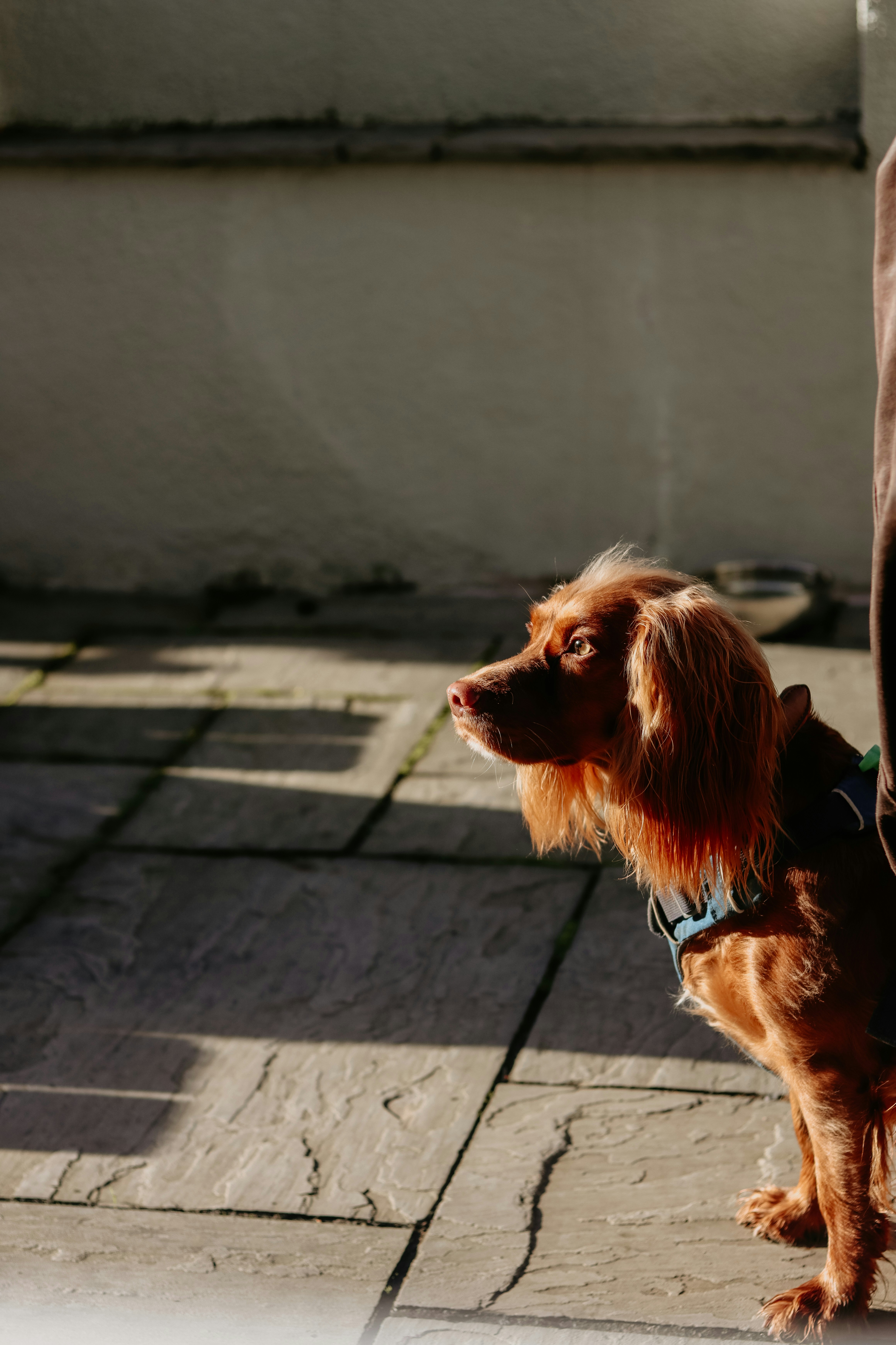 Sunlit Spaniel: A Loyal Gaze Across the Yard