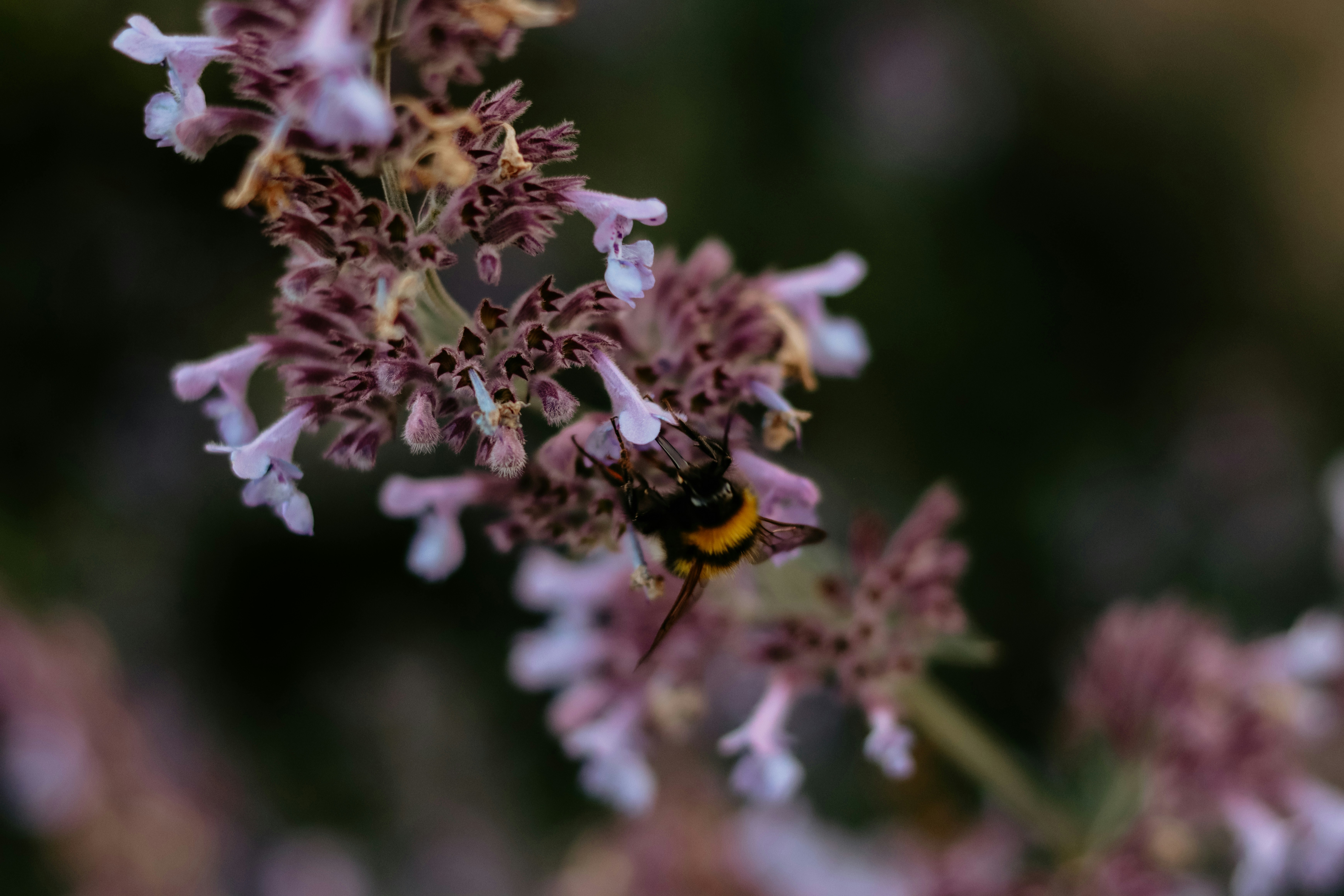 Amber Wings: A Bee Drifts Through Lavender Bloom Silence