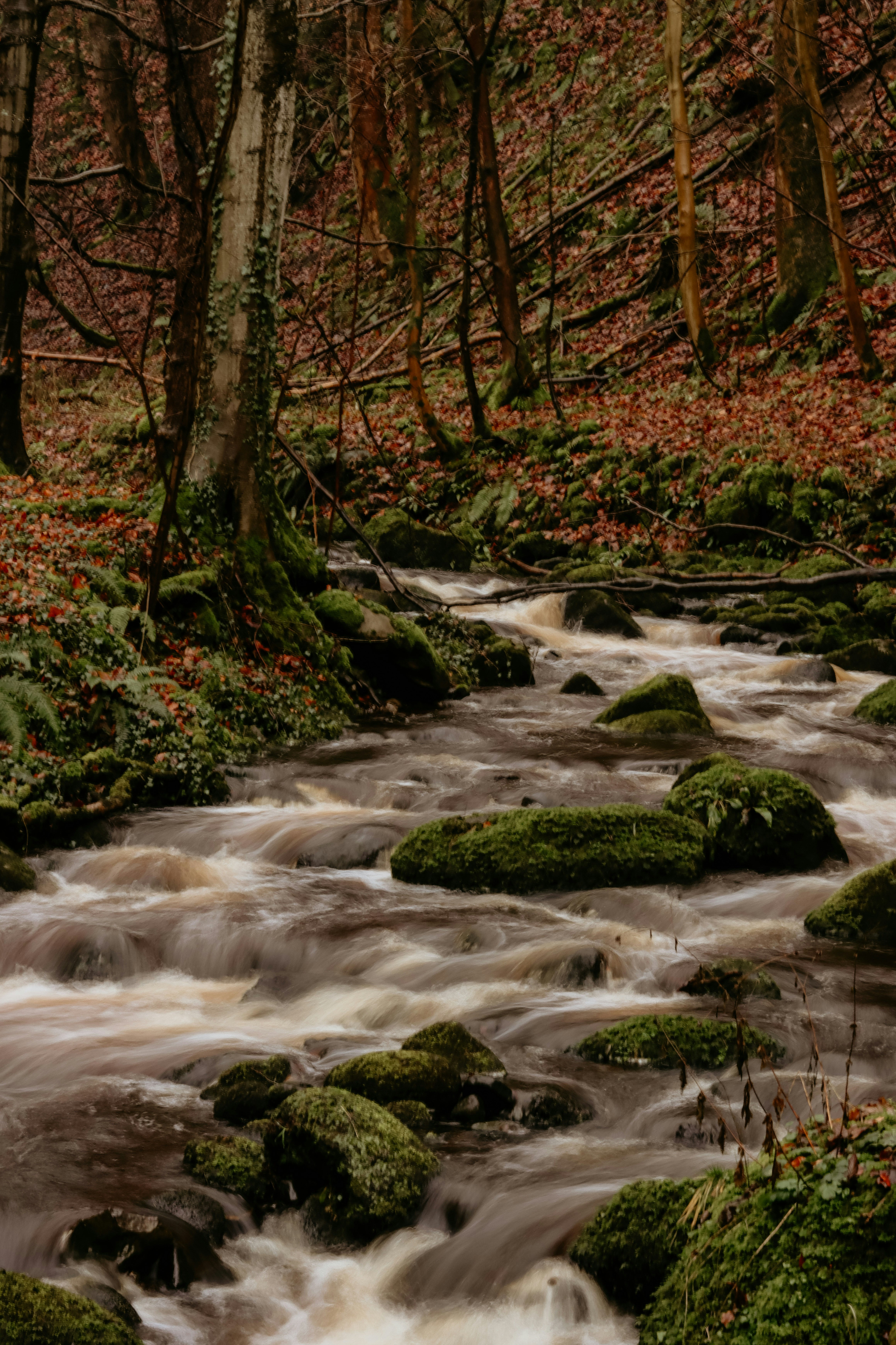 Fast-flowing stream through a mossy autumn forest.