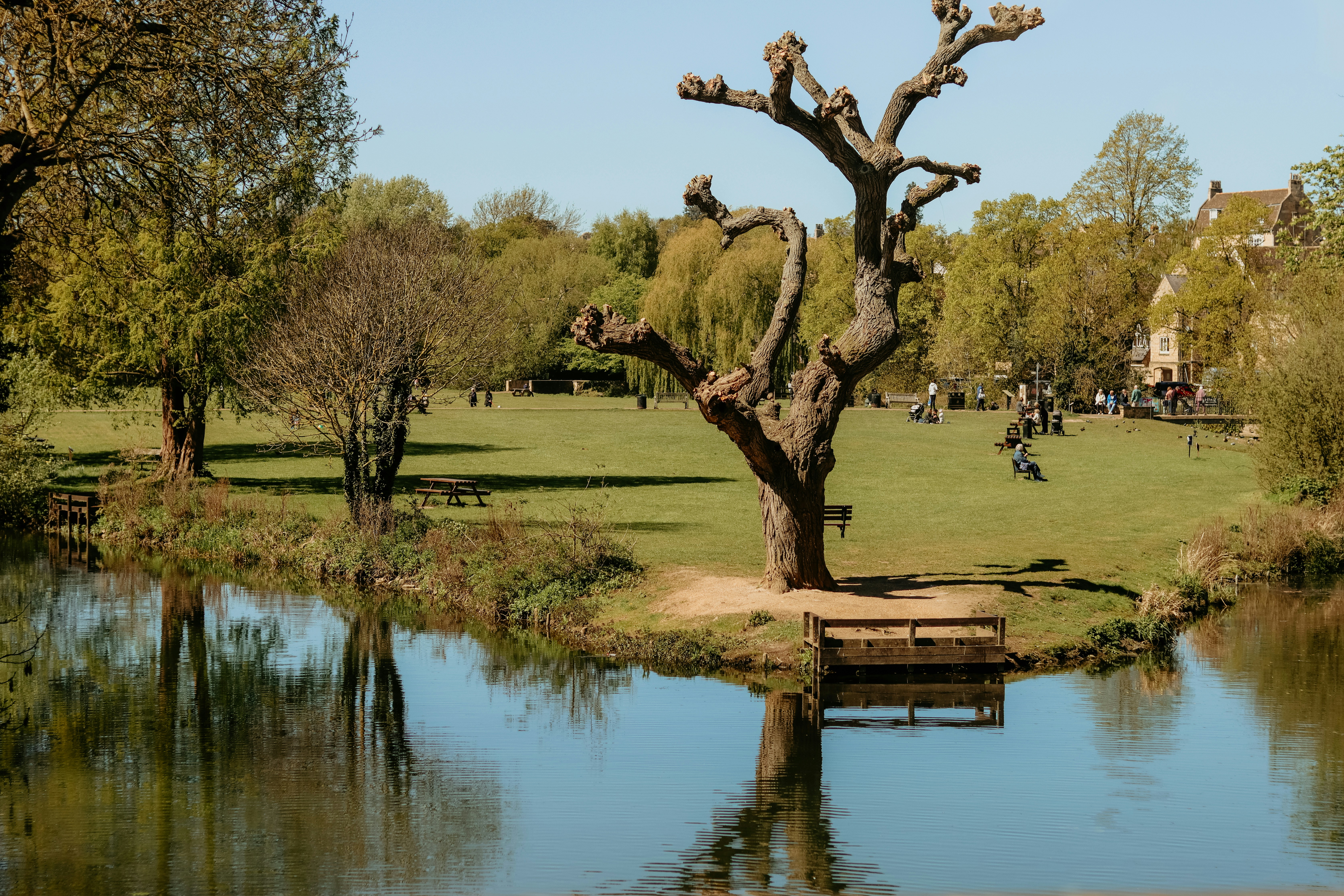 Leafless Tree Dominates the Riverbank Stage at Dappled Park