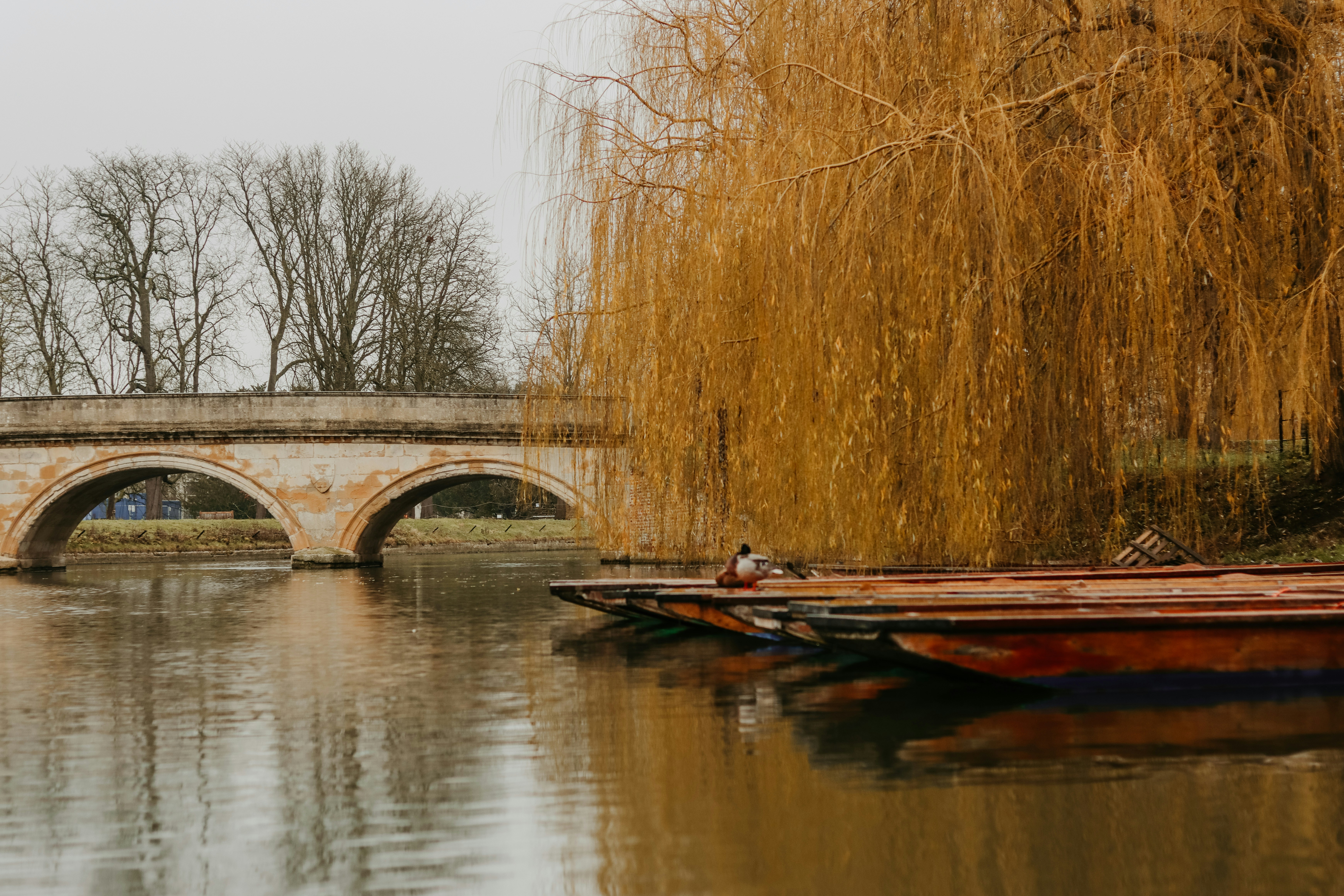 Golden Willow by the Riverside: Boats, Bridge, and Quiet Water