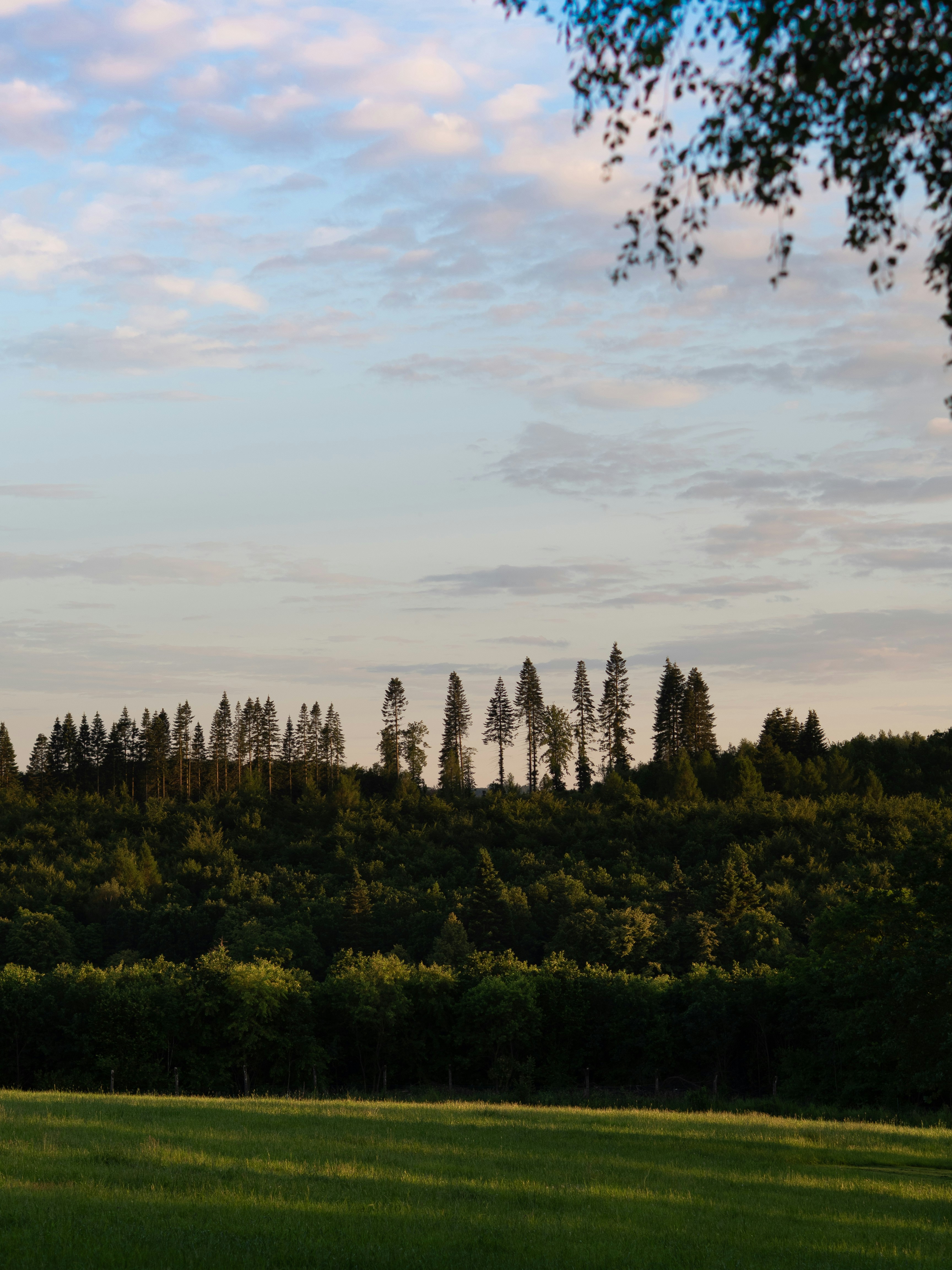 Whispering Pines at Dusk Over a Velvet Field