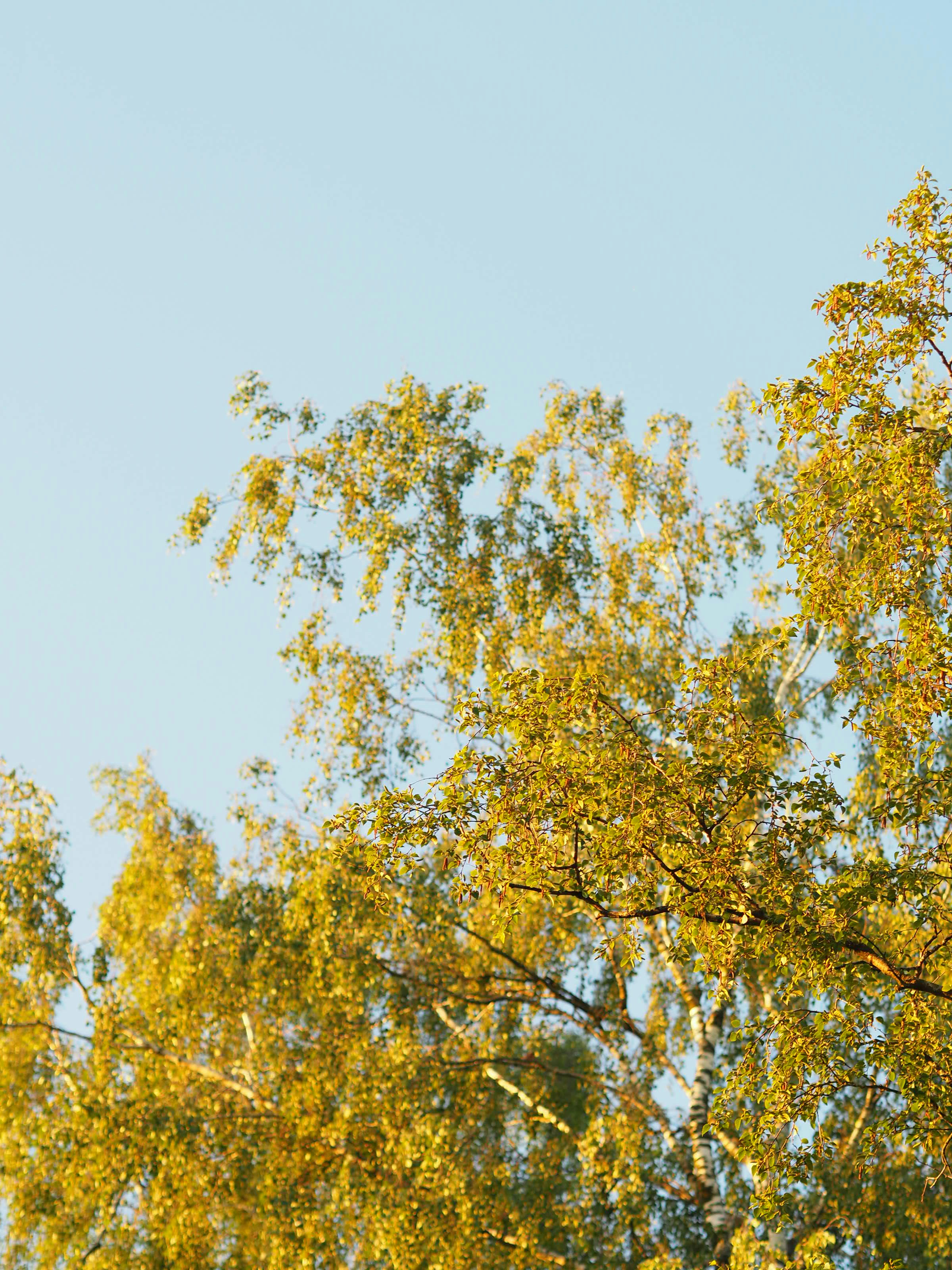 Sunlit Autumn Canopy Reaching Toward a Clear Sky
