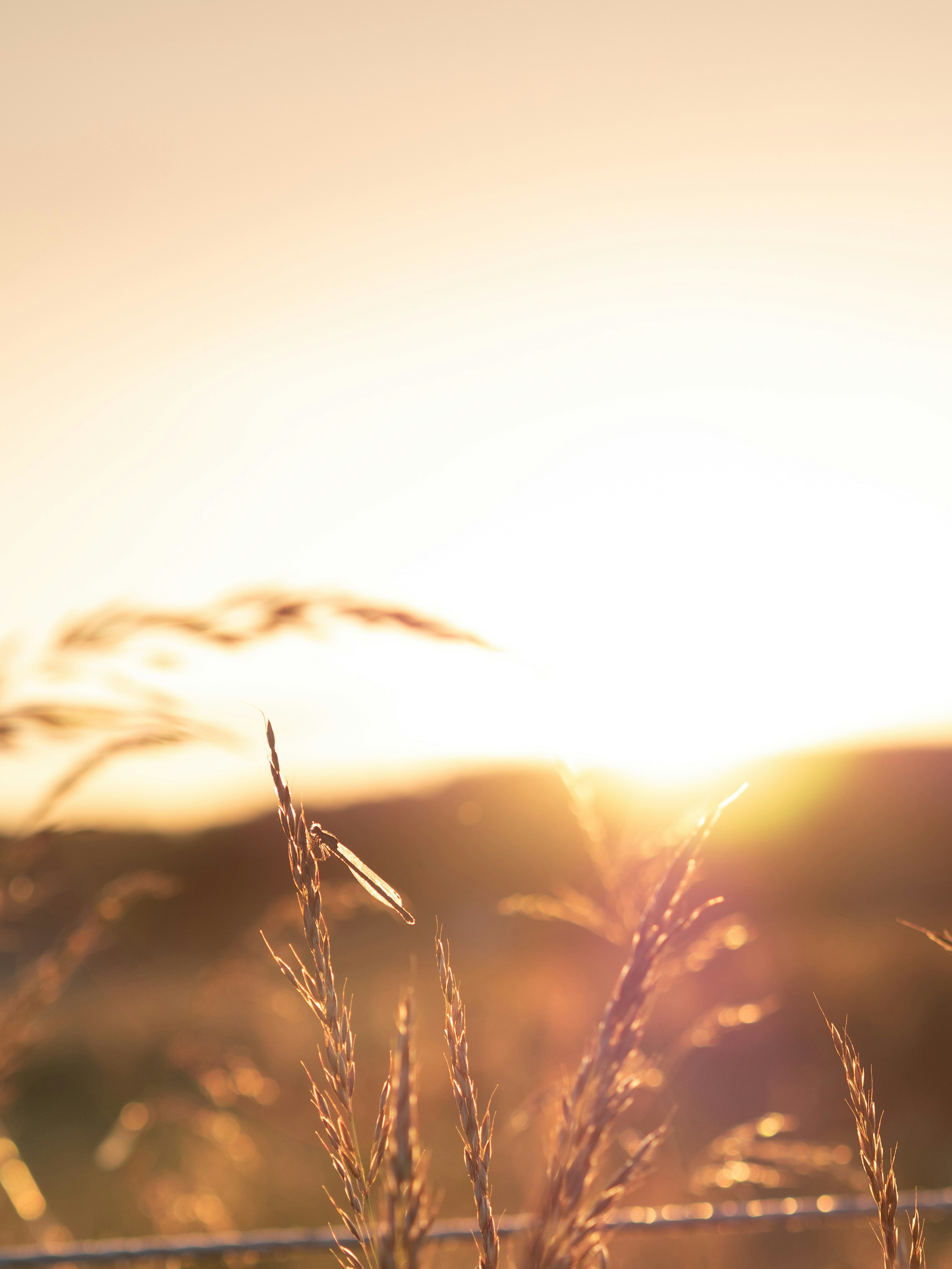 Golden Hour Grasses: a Soft Sunlit Field in Blur