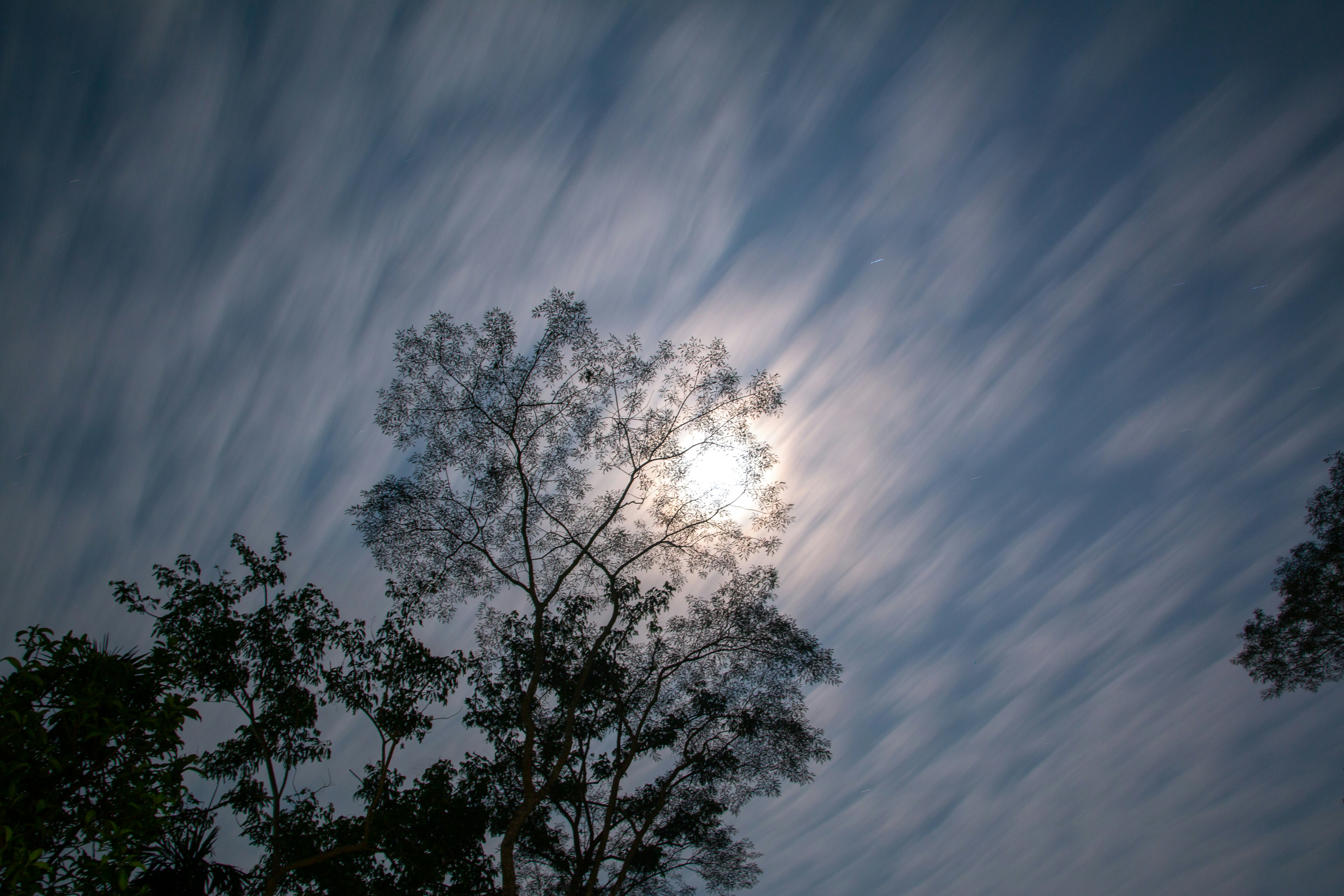 Moonlit Whirl: Trees cut through a luminous, star-streaked sky