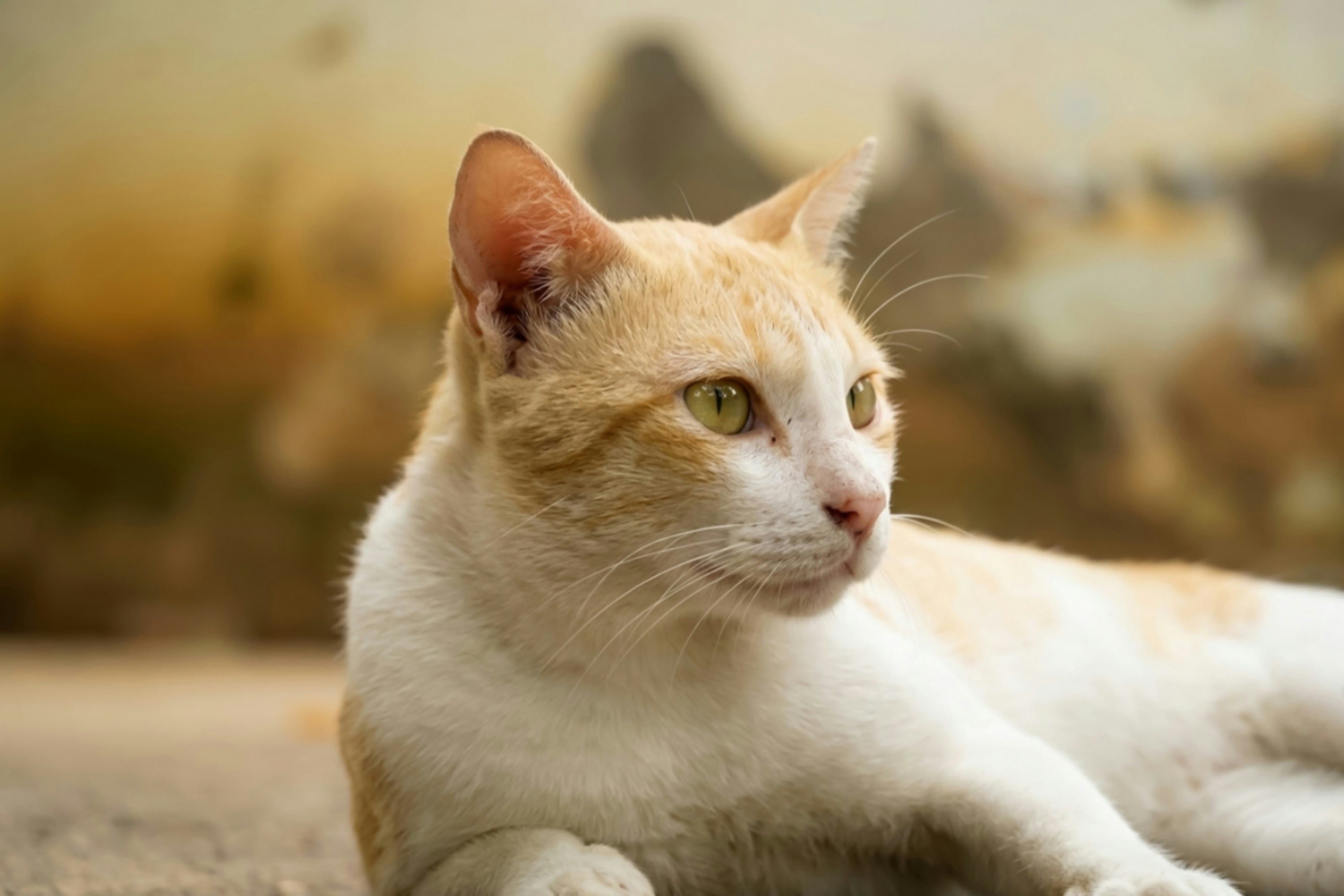 A beautiful side-profile portrait of a domestic short-haired ginger and white cat resting peacefully on the ground. The sharp close-up shot perfectly captures the feline's soft fur textures, long whiskers, and intense green-yellow eyes looking off-camera. Set against a warm, heavily blurred rustic wall background with a shallow depth of field. Ideal for pet care blogs, veterinary websites, animal behavior articles, and general lifestyle media.