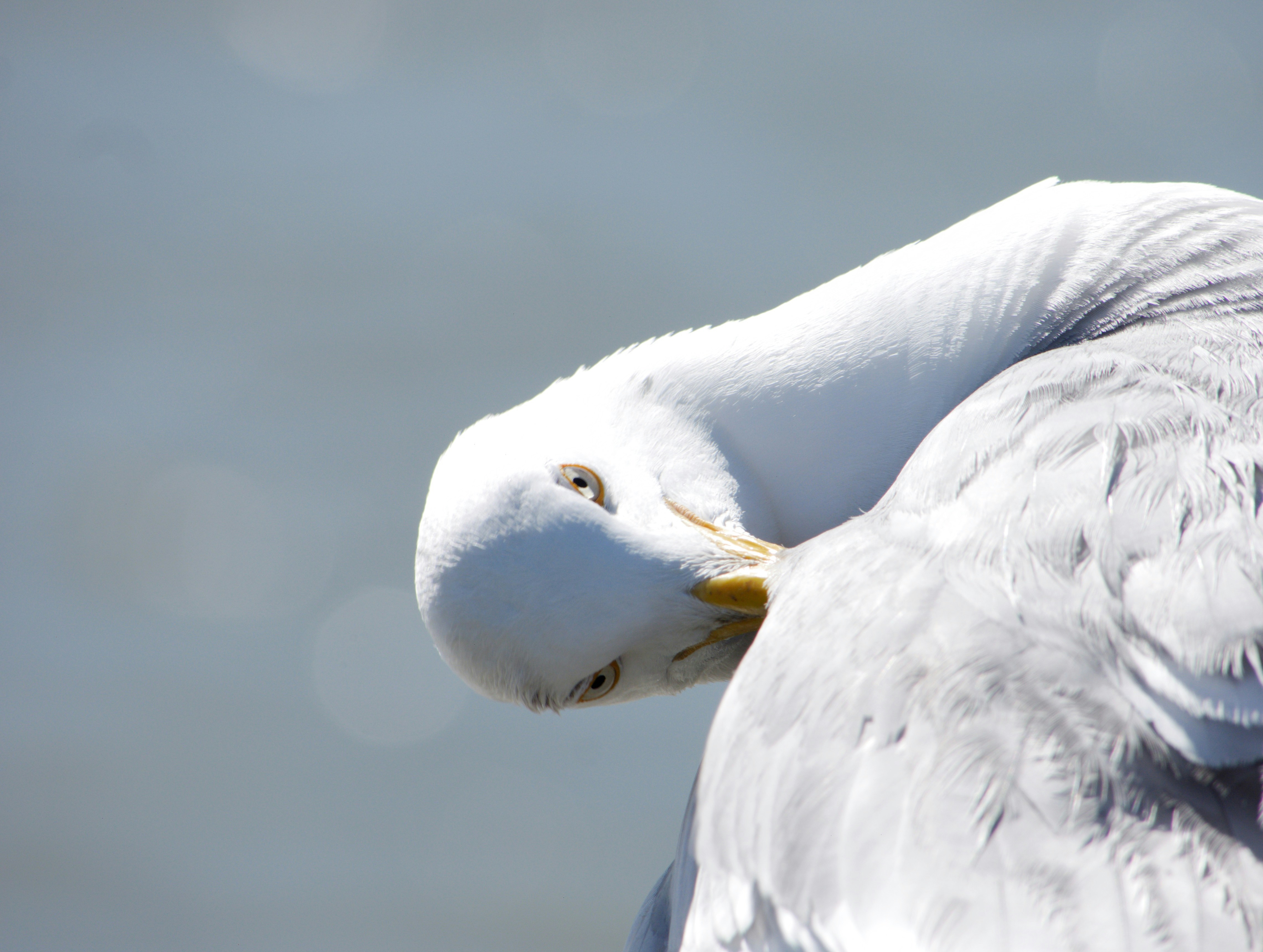 Bent Angle, White Plume: A Seabird’s Quiet Gaze