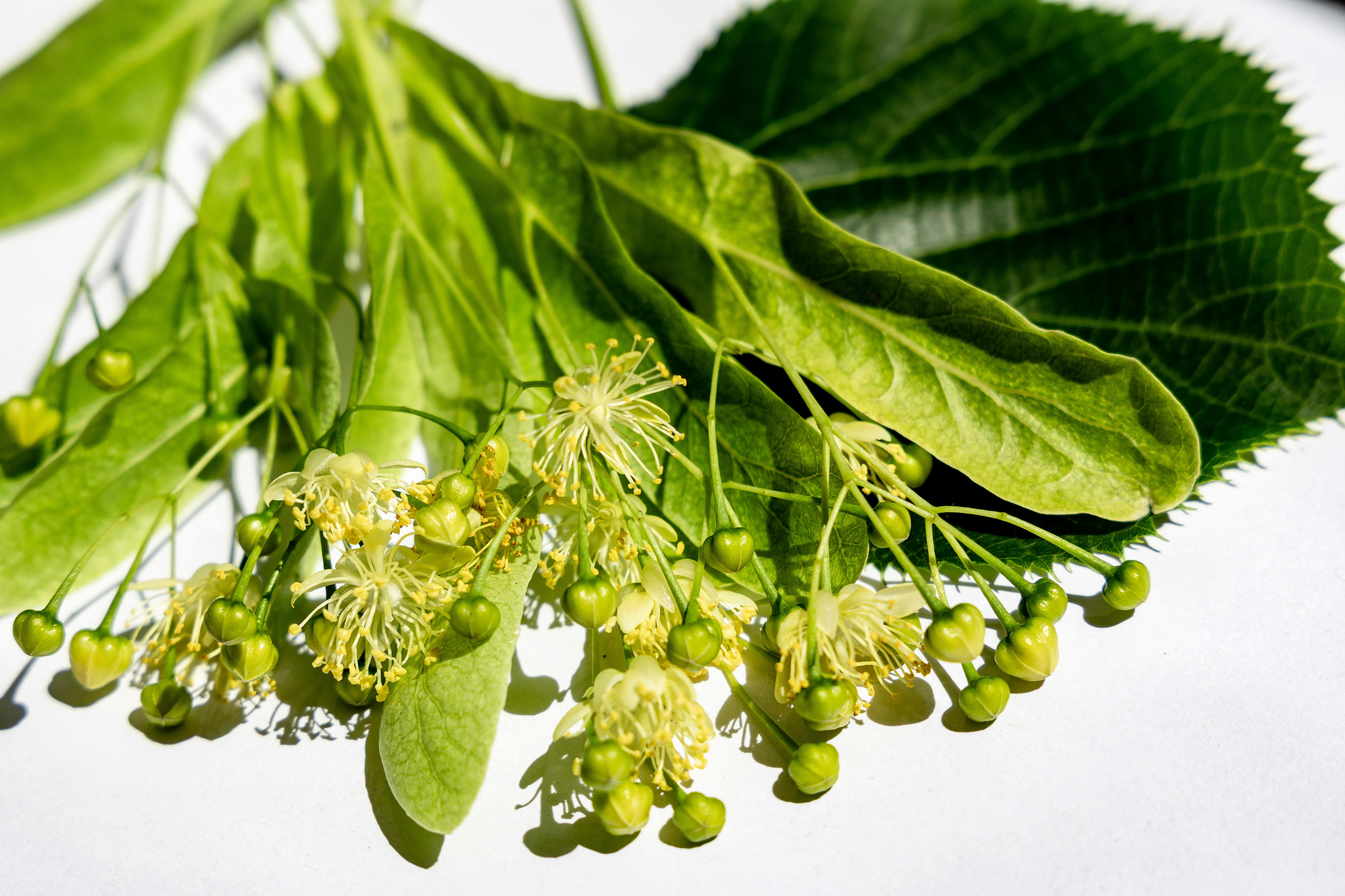 Delicate Green Cluster: Tiny Blossoms and Berries against White