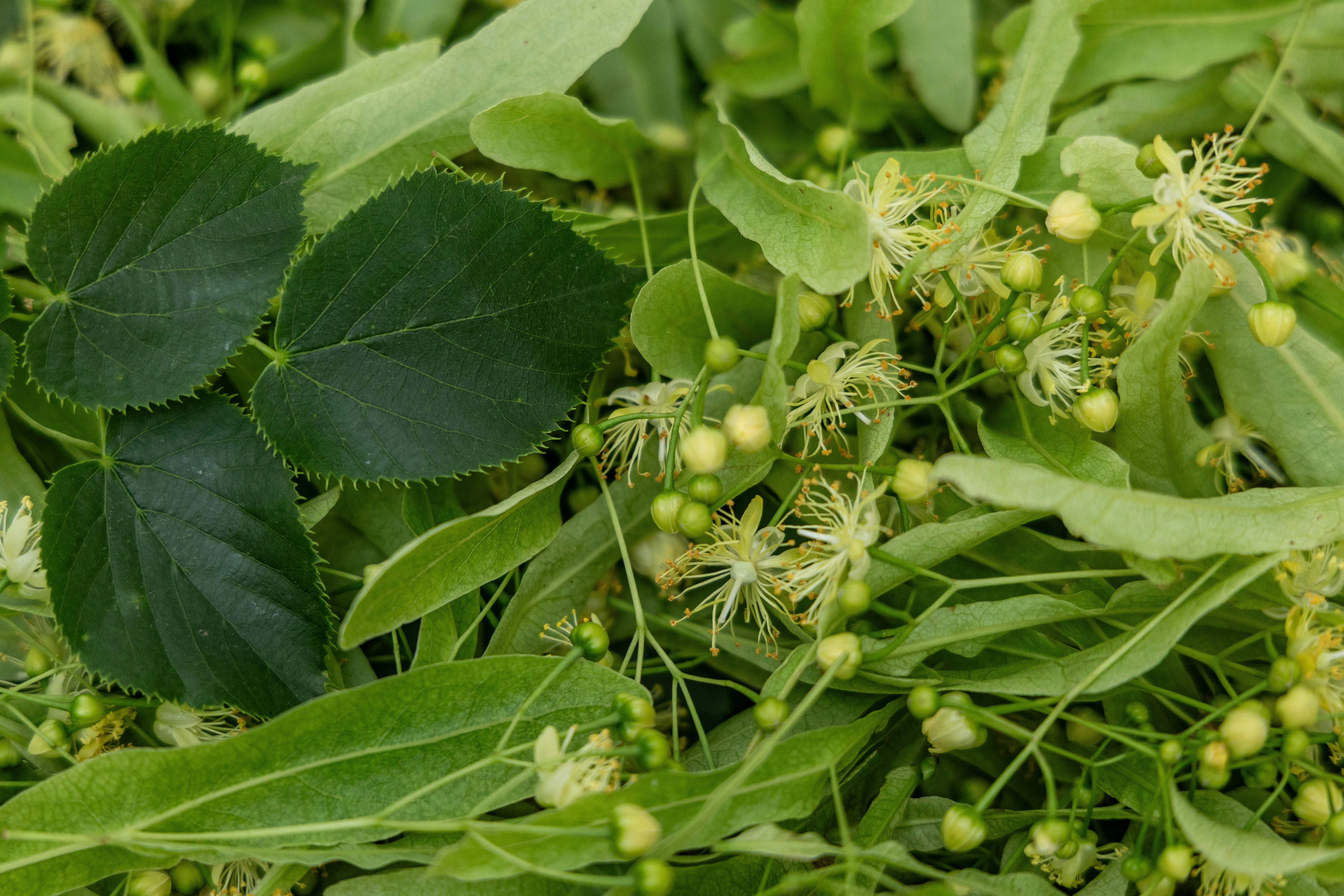 Green Mosaic: Close-up of Leaves and Seed Pods