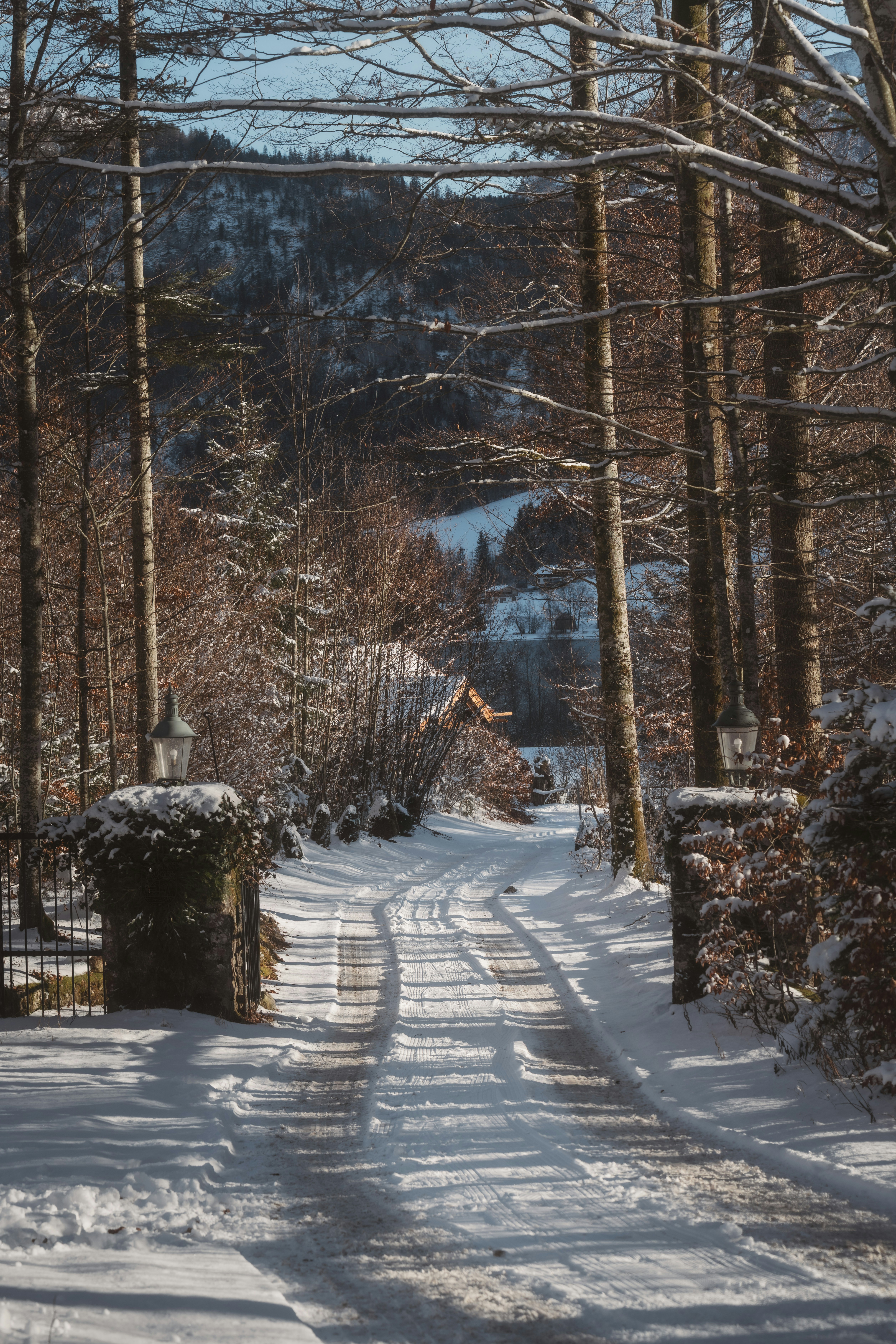 Snowlit Path Through the Forest Gate