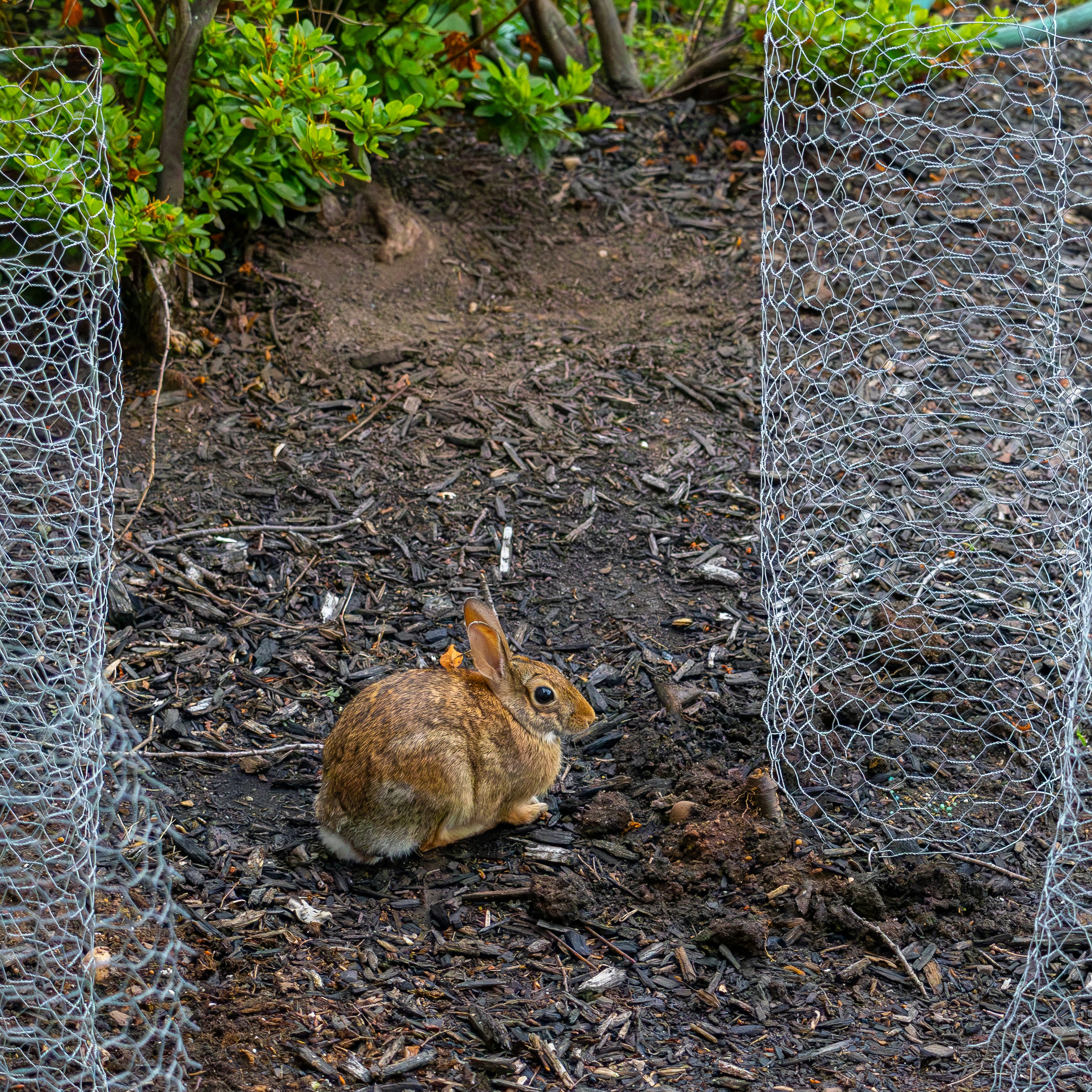 Squirrel at the Gate: A Quiet Moment Between Wire Barriers