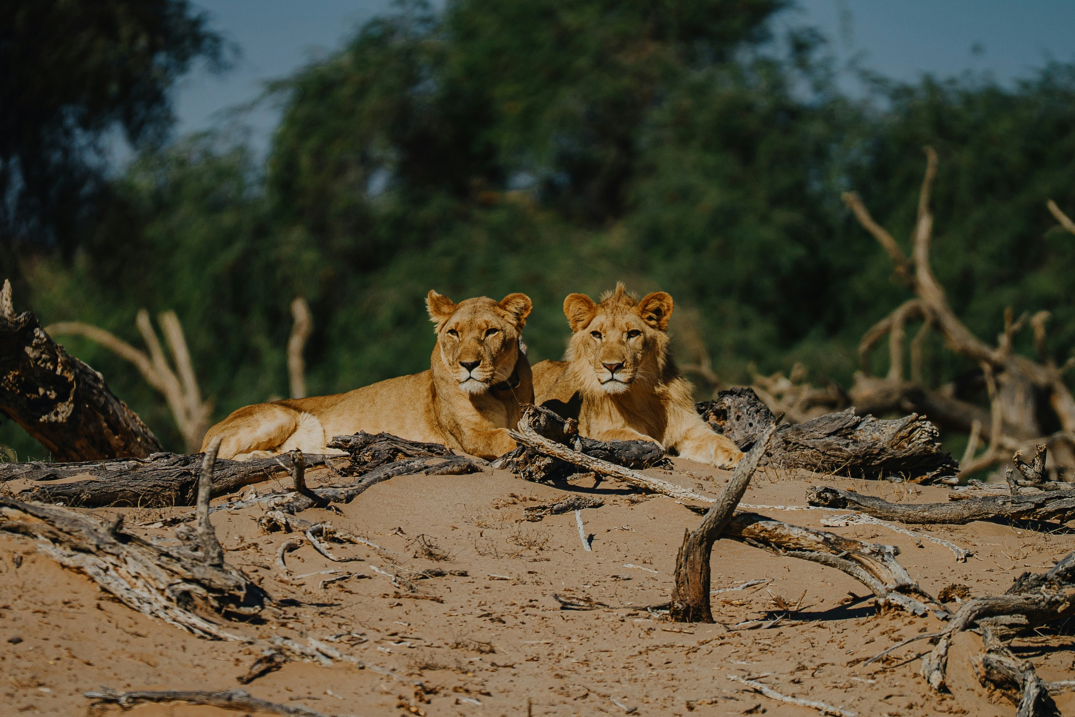Two lions resting on sandy ground with trees in background.