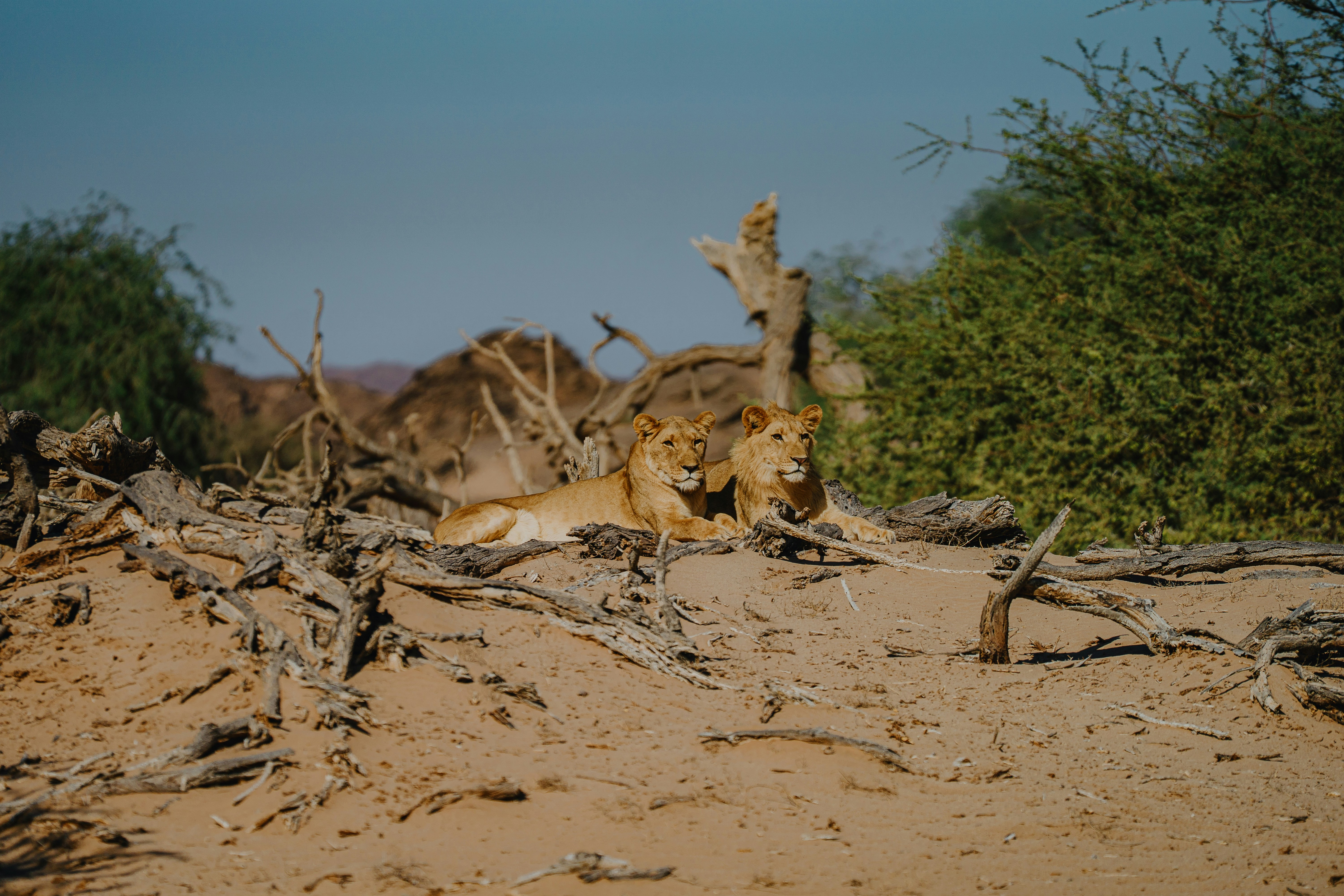 Two lion cubs rest on sandy ground among dry branches.
