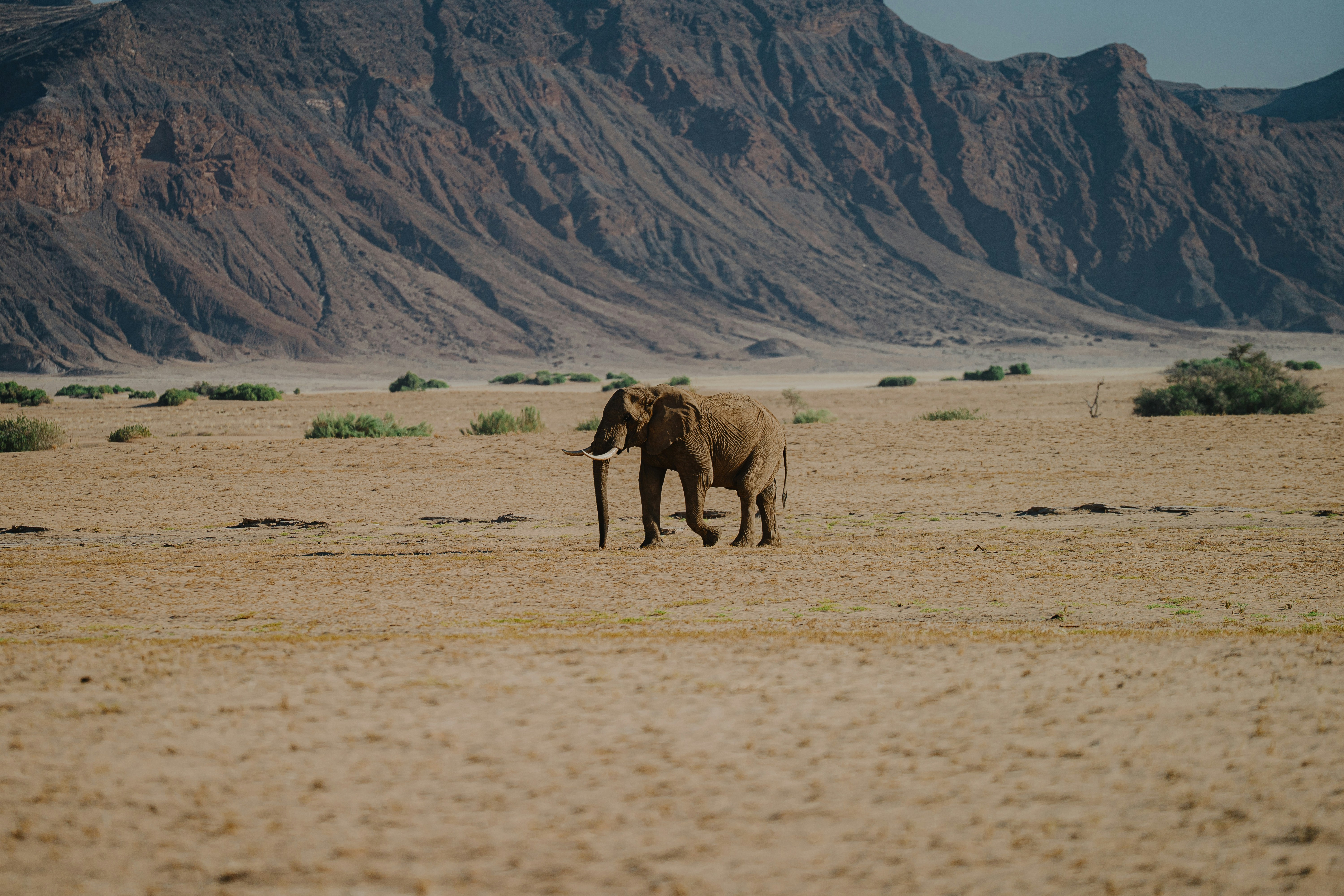 An elephant walks across a dry desert landscape with mountains.