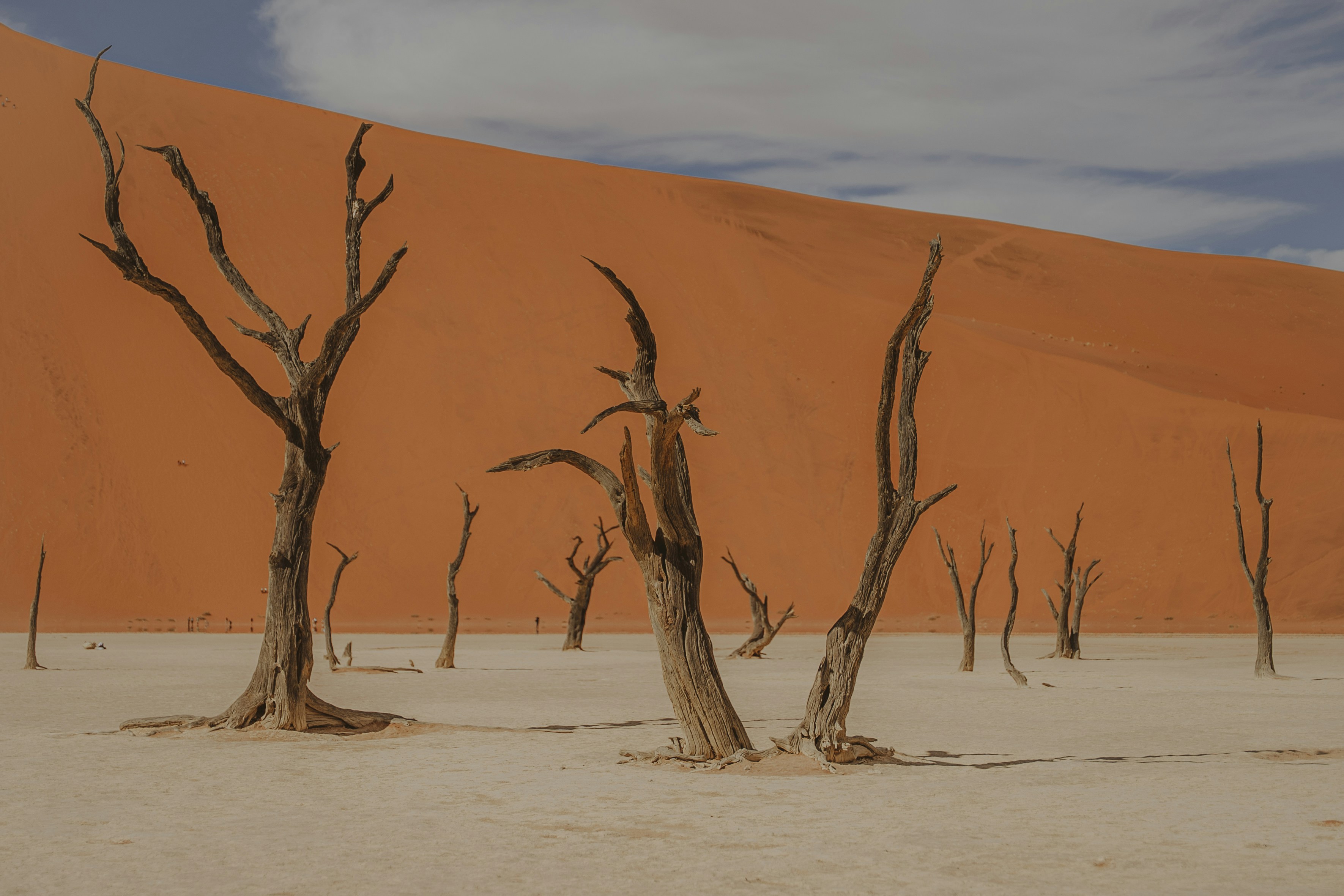 Desert Choir of Dead Trees Standing Against a Saffron Dune