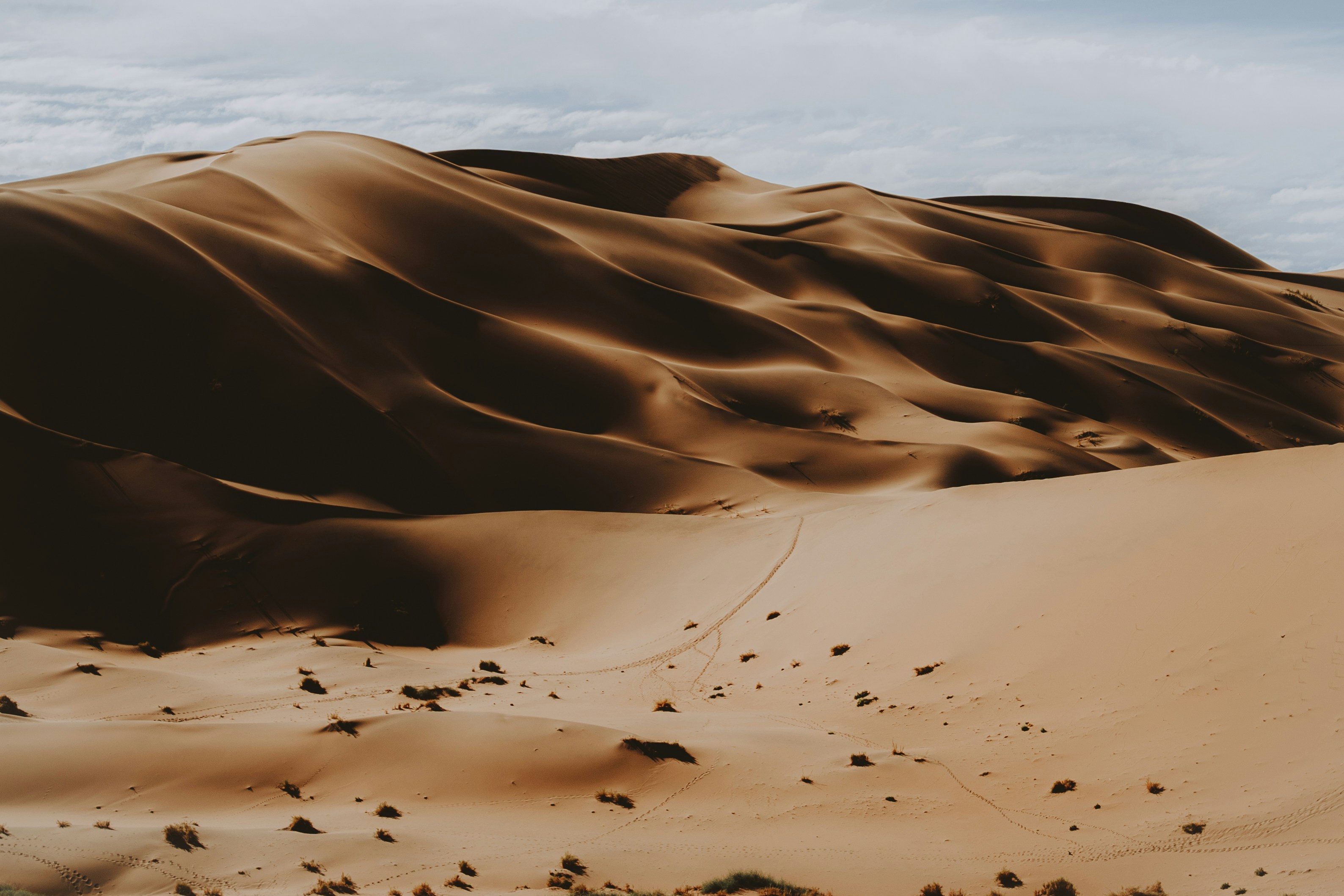 Wind-Carved Dunes: A Quiet Sweep Across Golden Seas