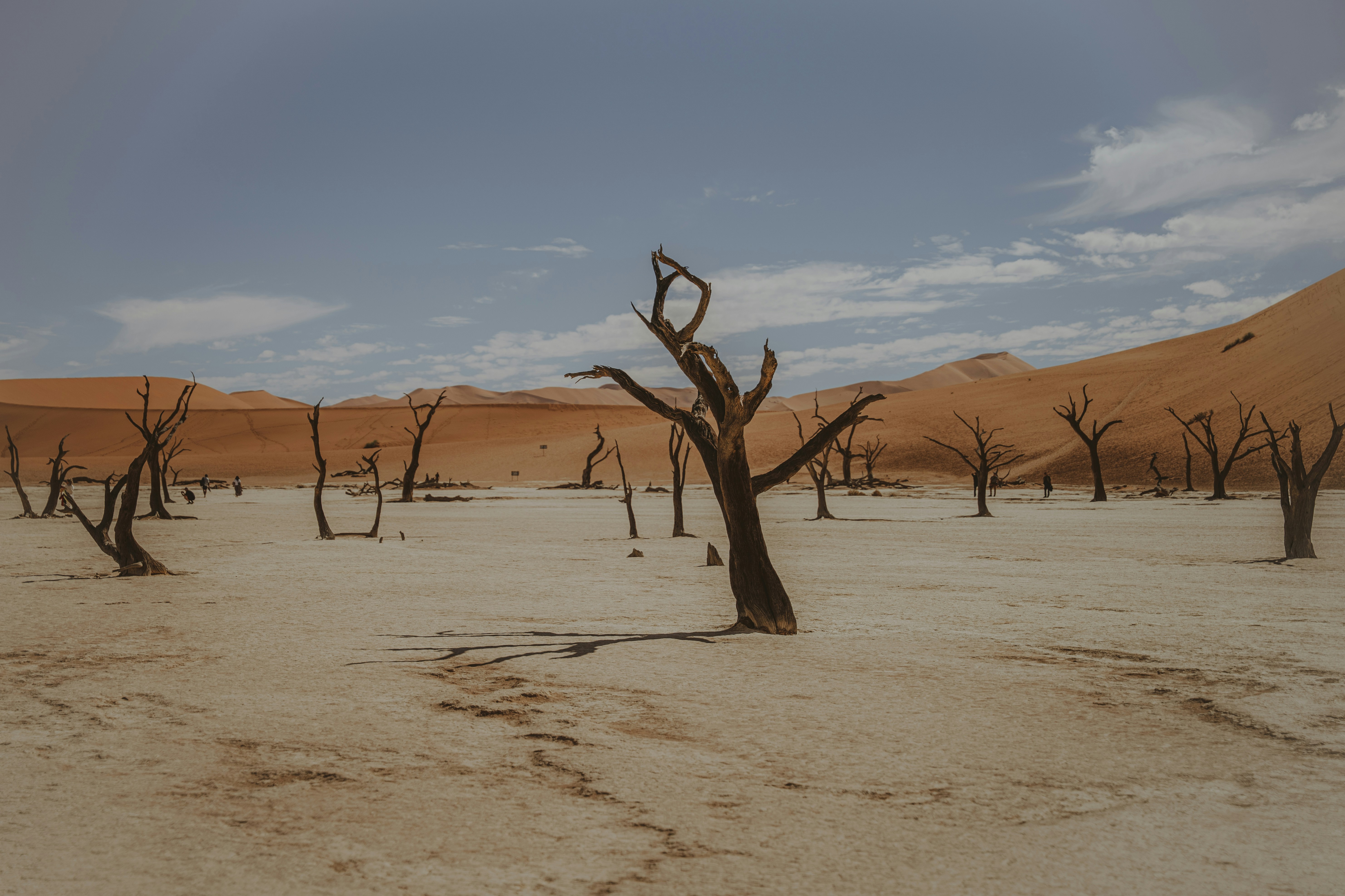 Desert Echoes: Lone Deadwood in a Sea of Sand