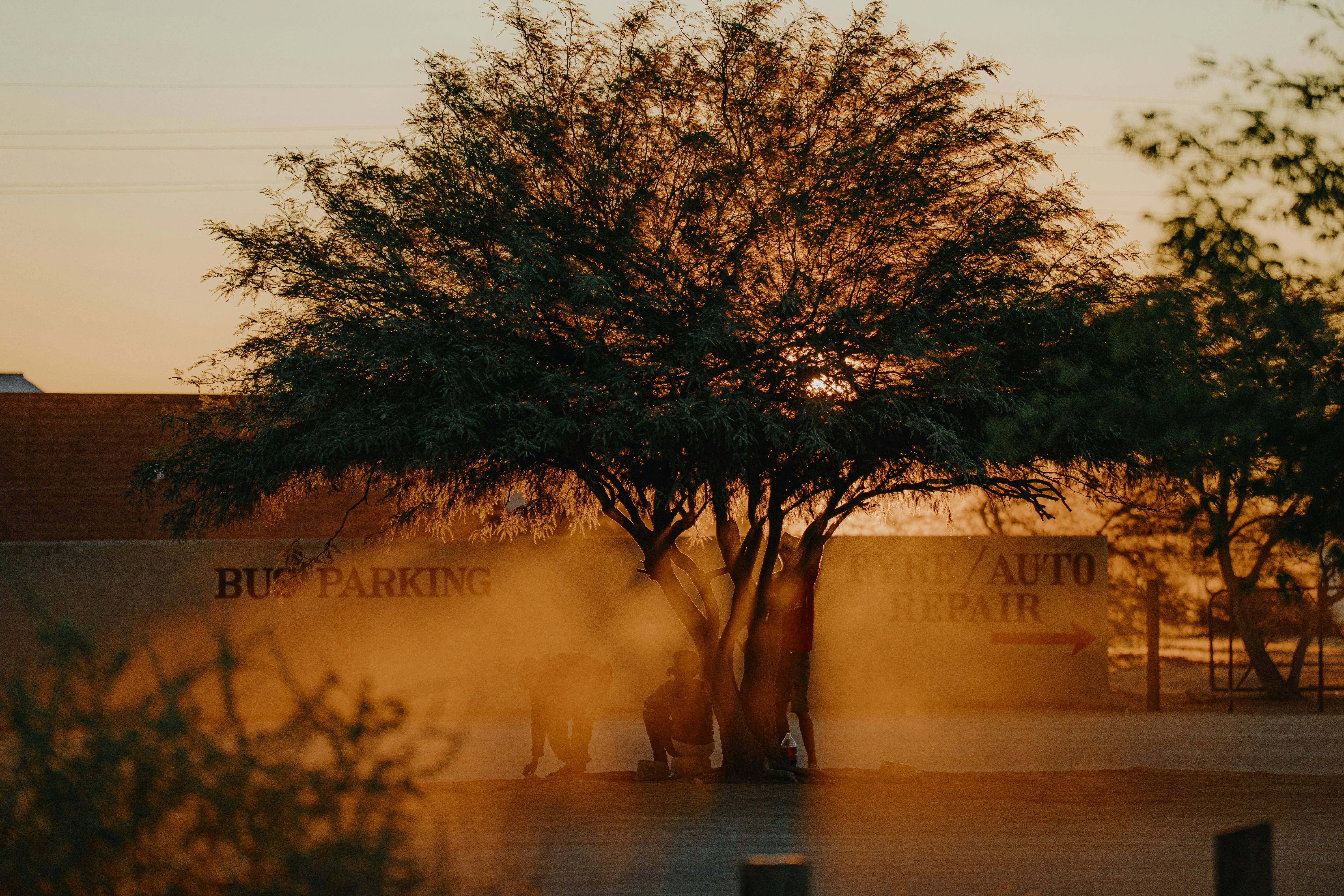 Amber Hour: A Lone Tree Framed by Fogged Parking Lot