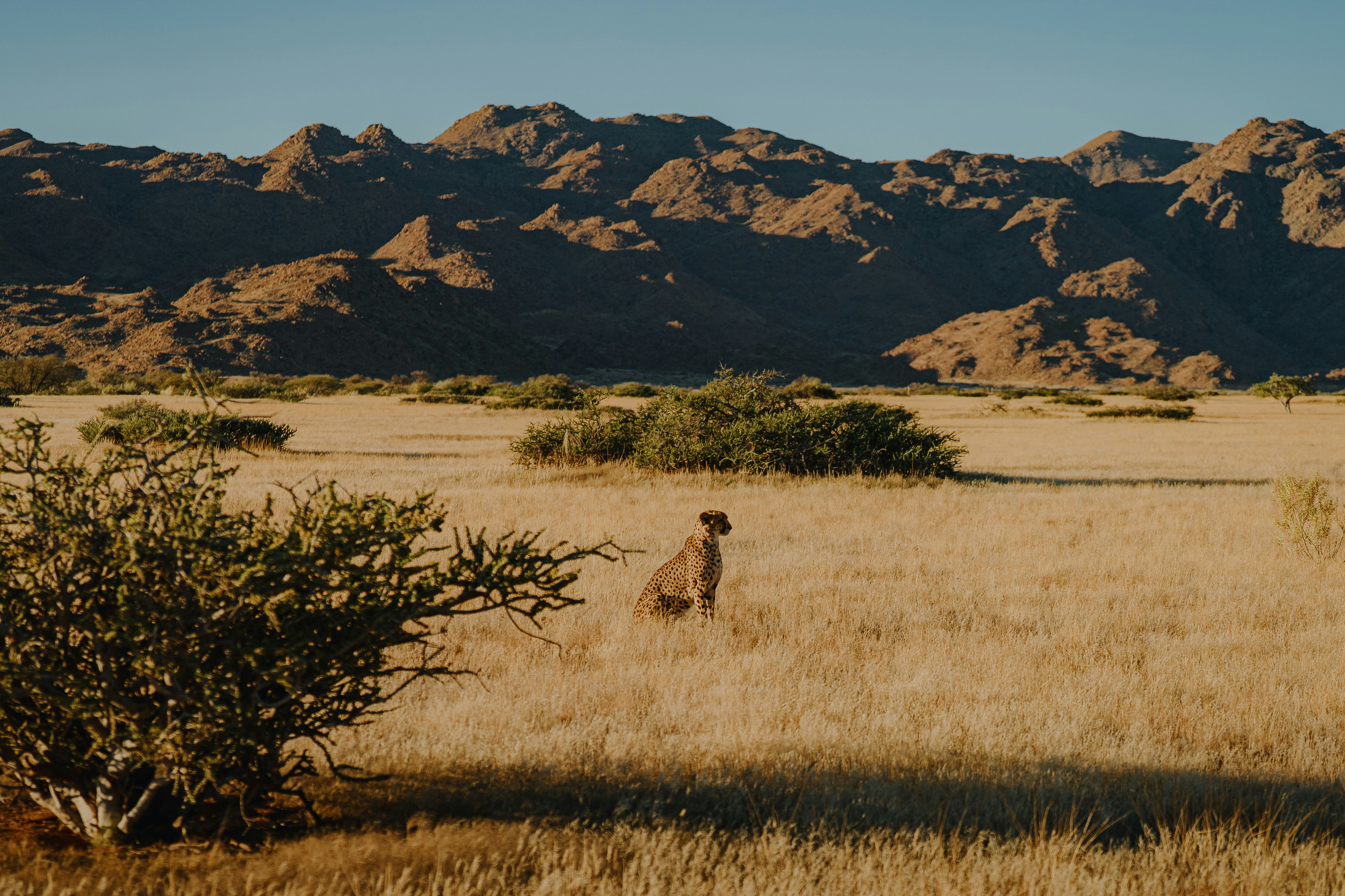 A cheetah sits in a dry grassy field with mountains.