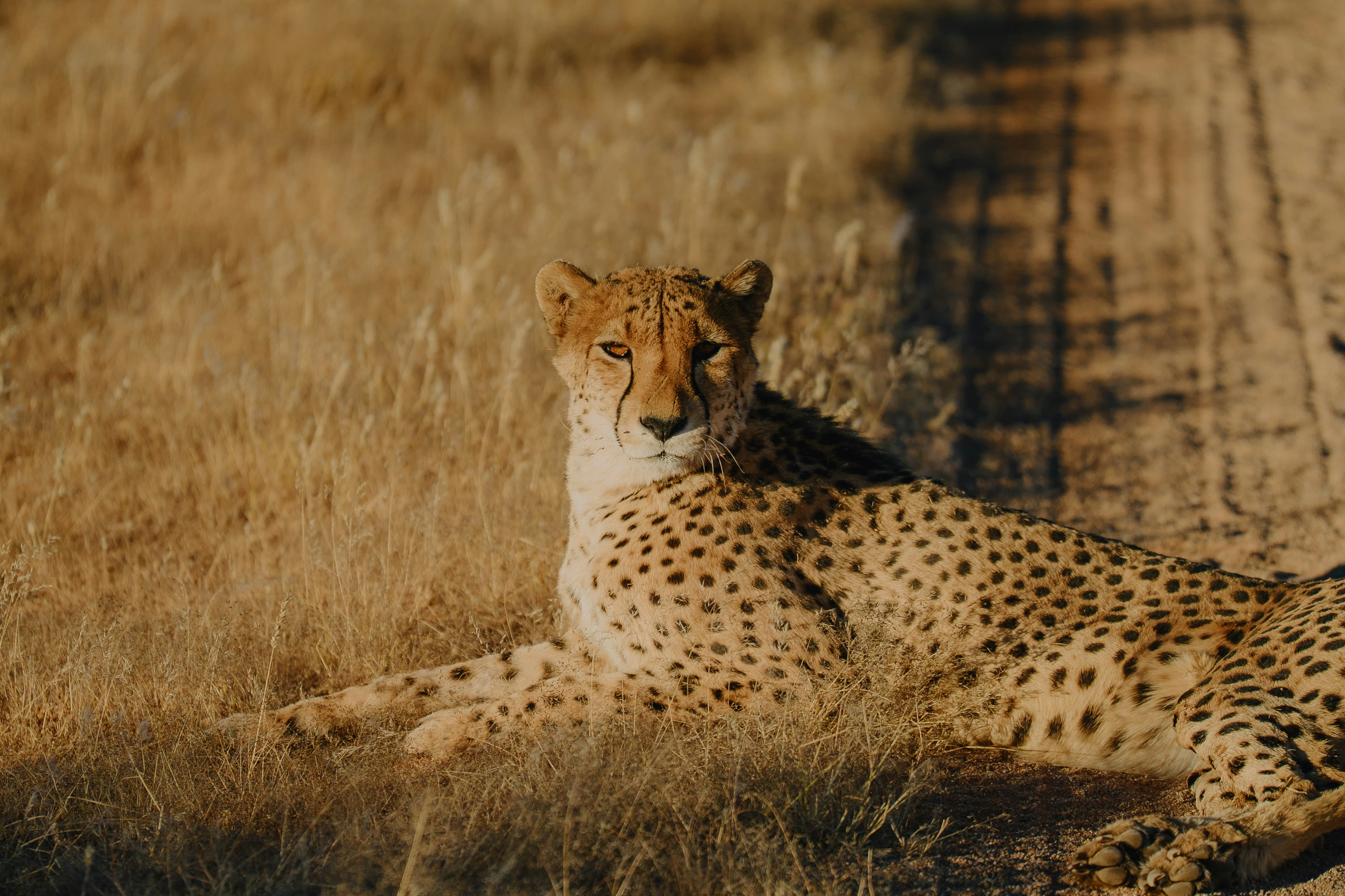 A cheetah rests in dry golden grass.