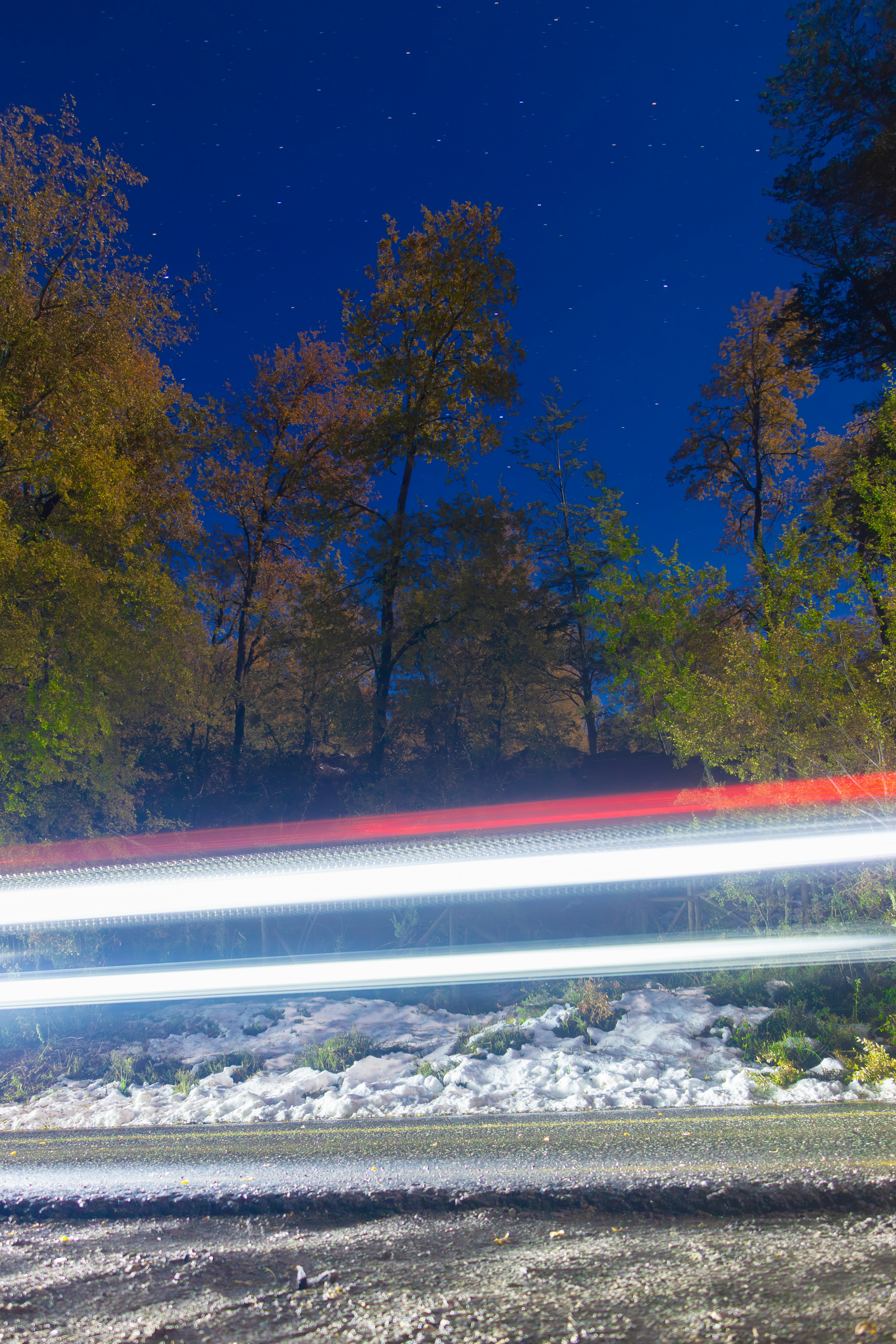 Night Roadside: Light Trails Beneath Autumn Pines