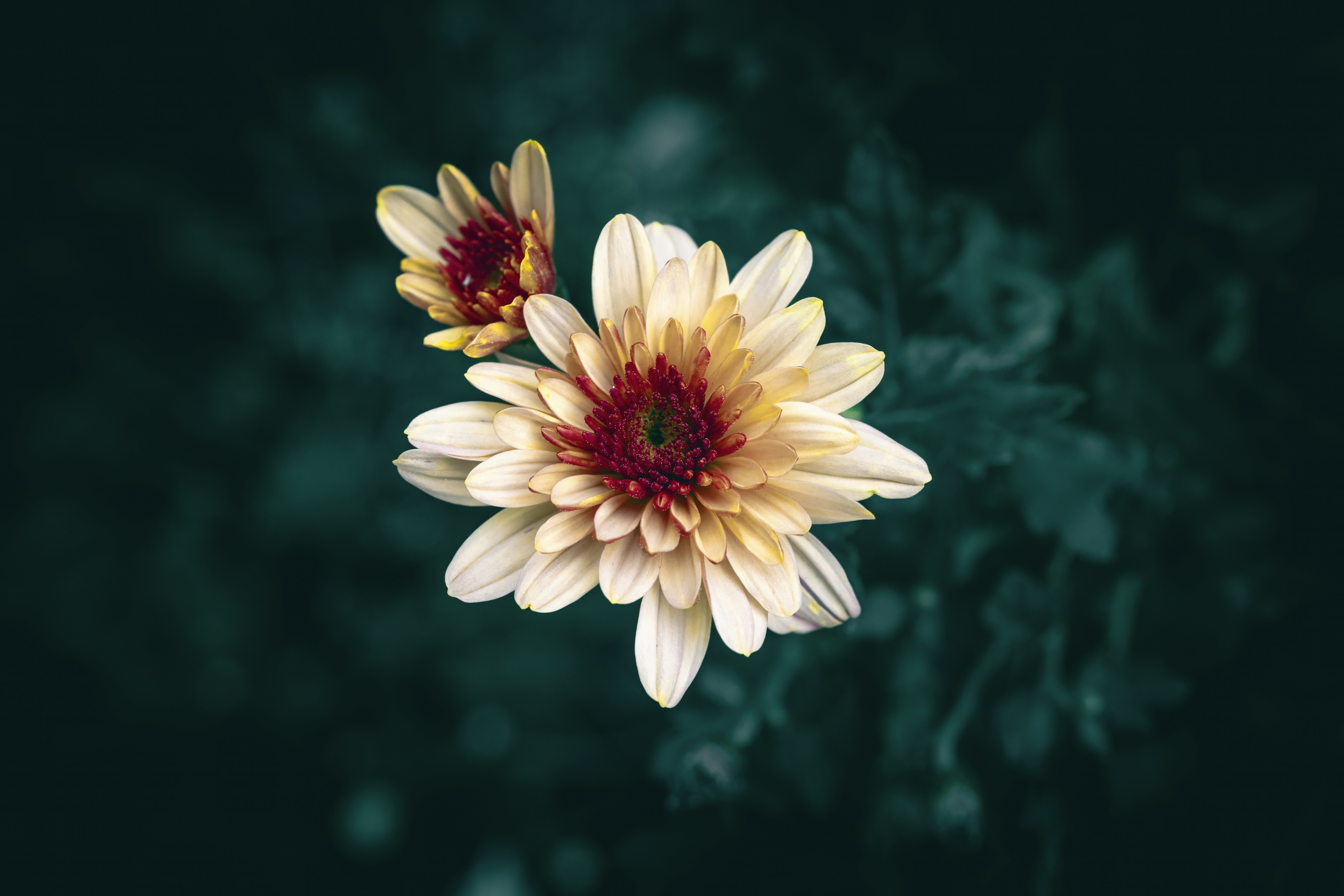 Central Blossom: A Cream-Center Daisy Emerges from Deep Teal