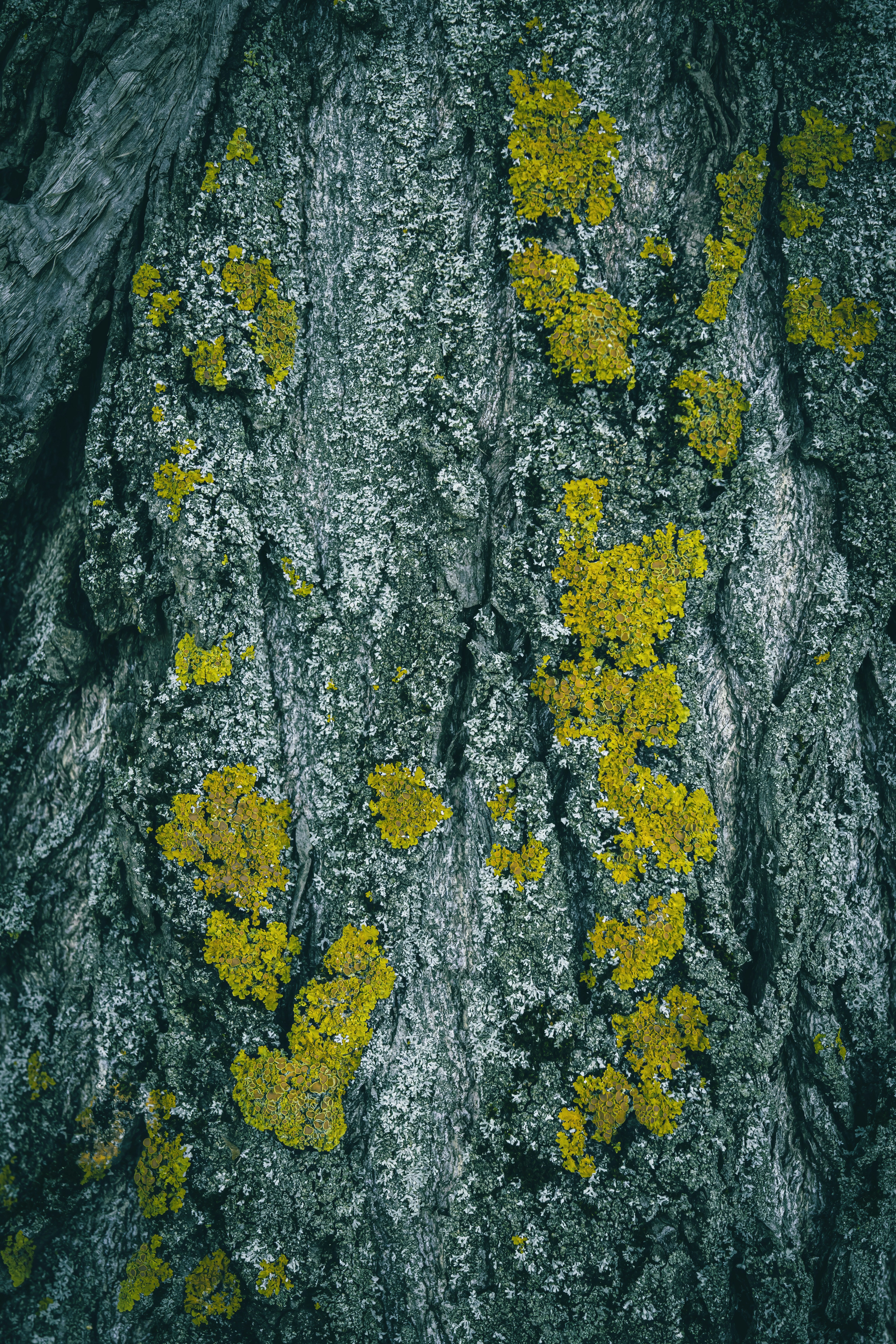 Lichen Armor on Weathered Bark: Yellow Patches Against Slate Textures