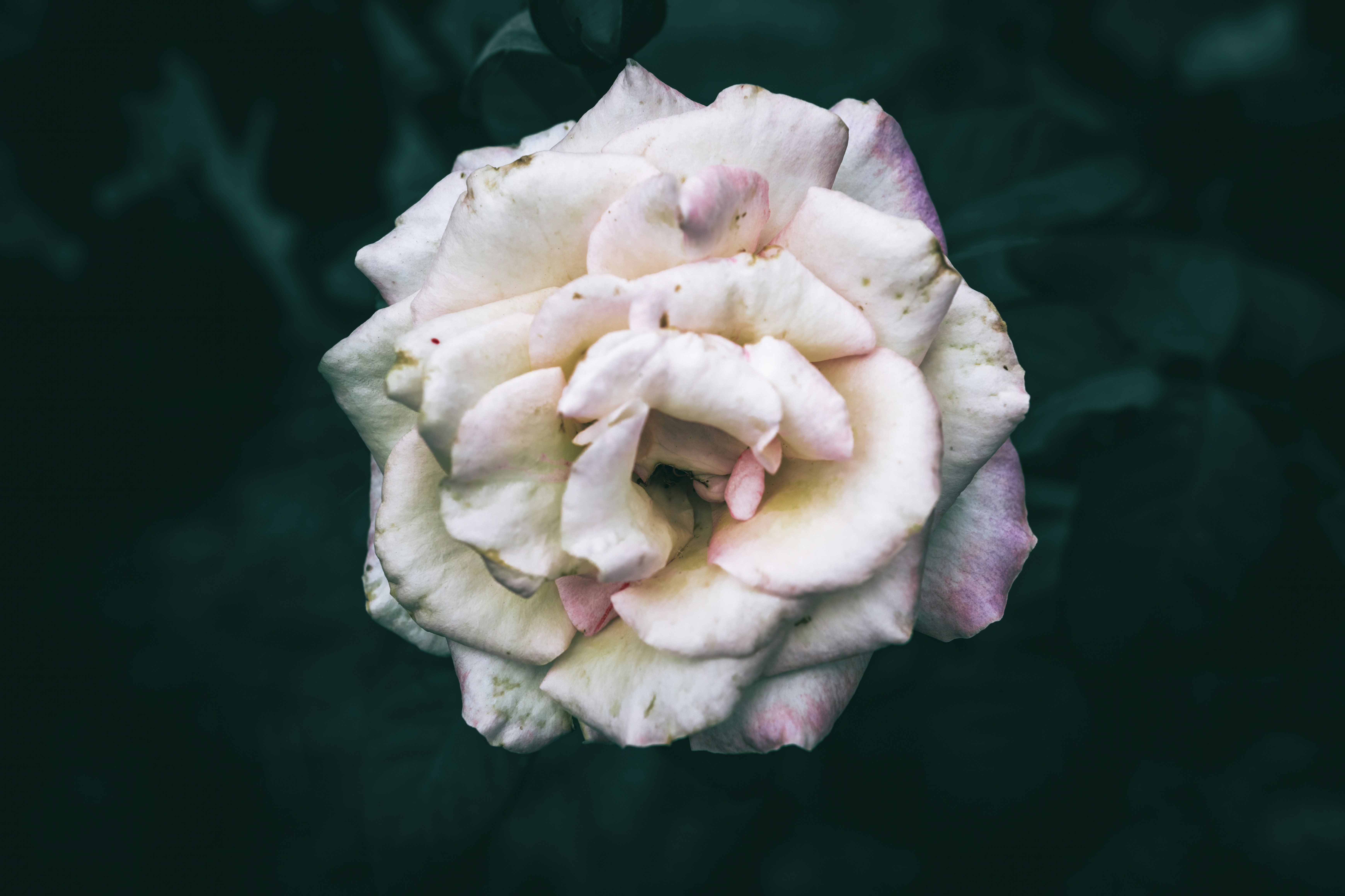 Soft Bloom: A Pale Rose in Deep Teal Shadow