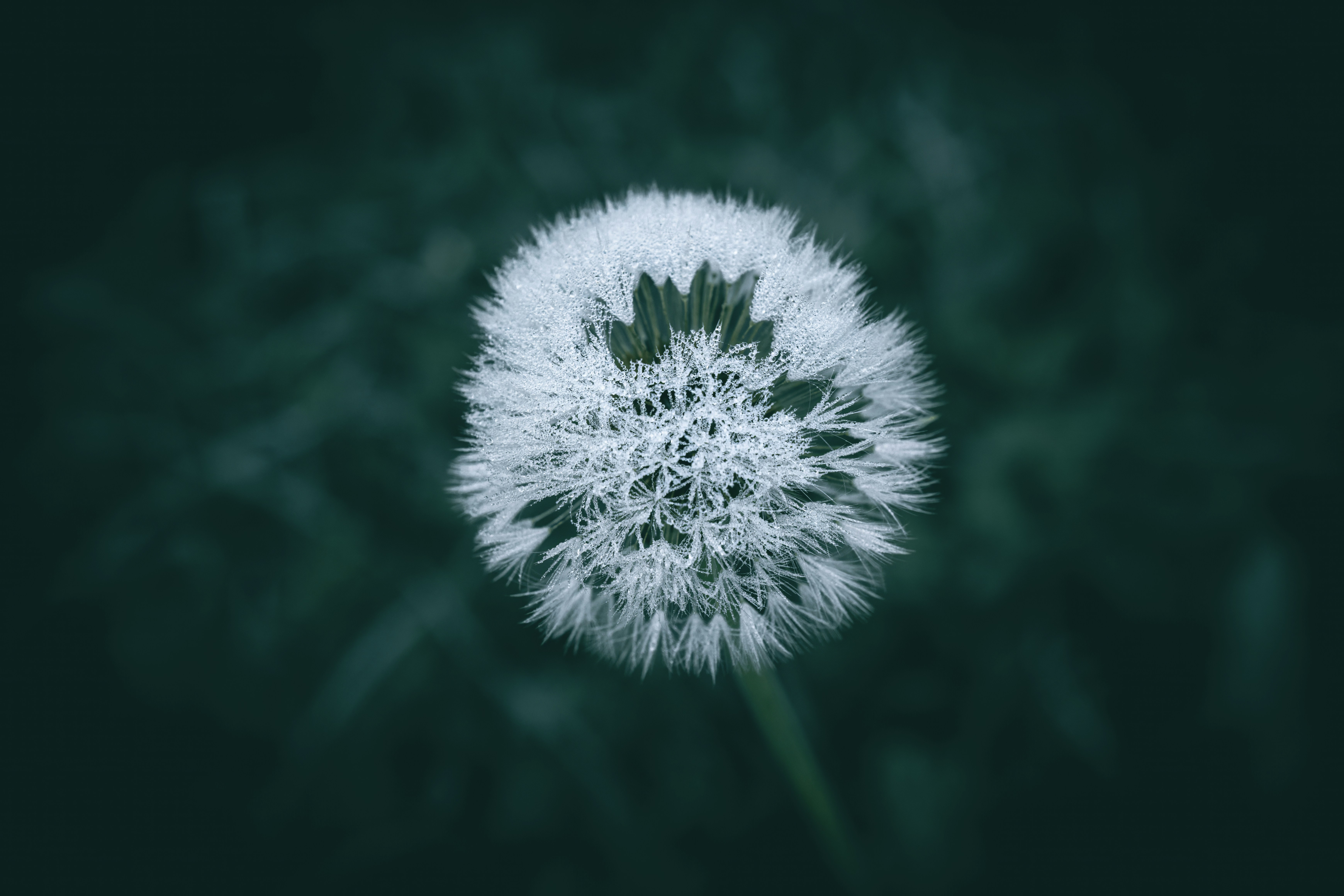 Single Dandelion Crown: Frosted Bloom in Twilight Green