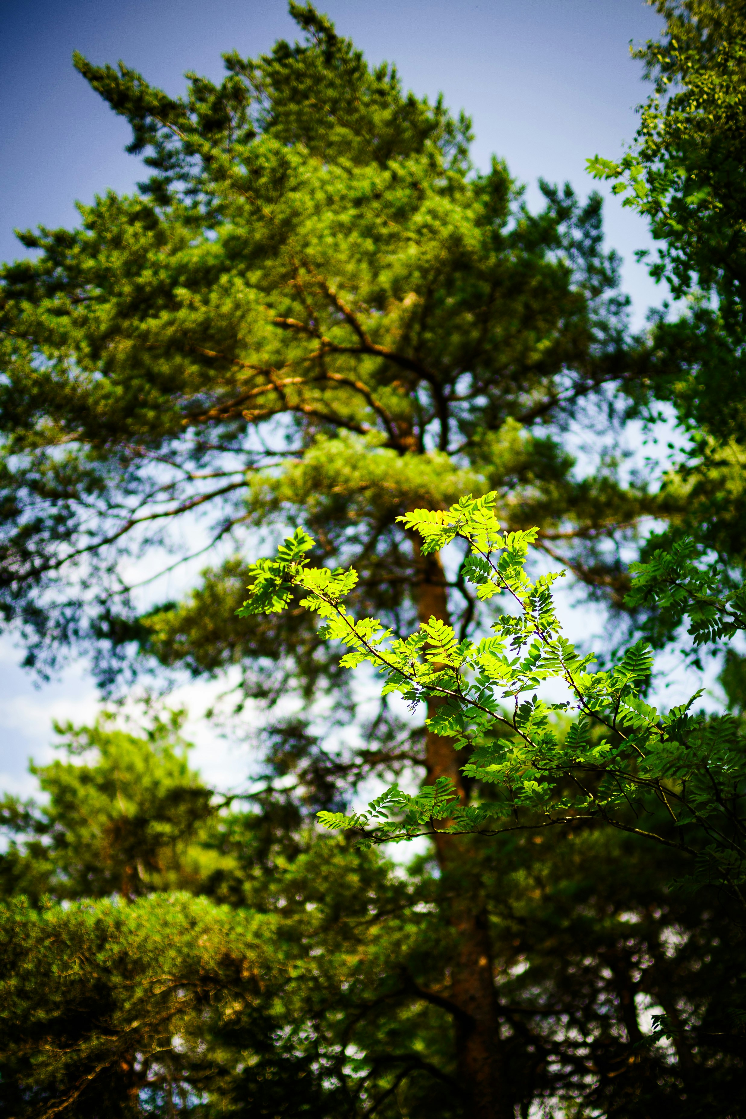 Sunlit Fern-green Frond Reaching Toward the Sky