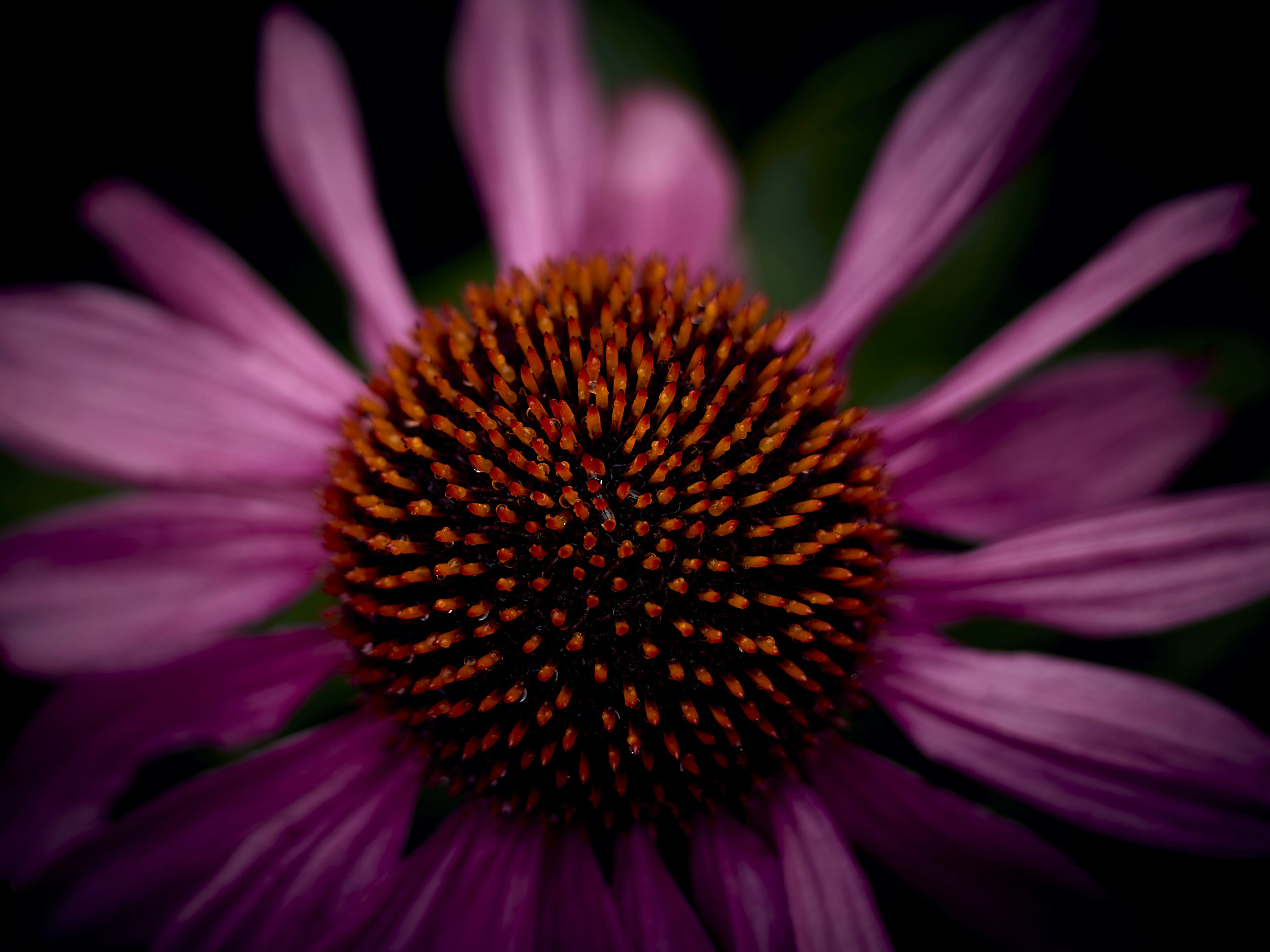 Midnight Bloom: A Violet Cone Centered in Petal Depths